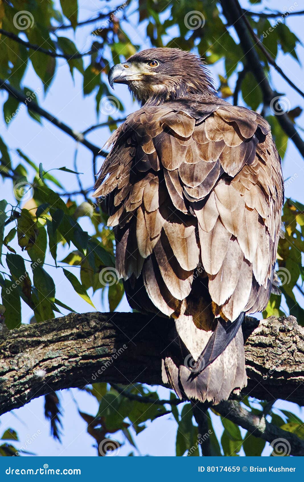 Juvenile Bald Eagle stock image. Image of american, eagle - 80174659