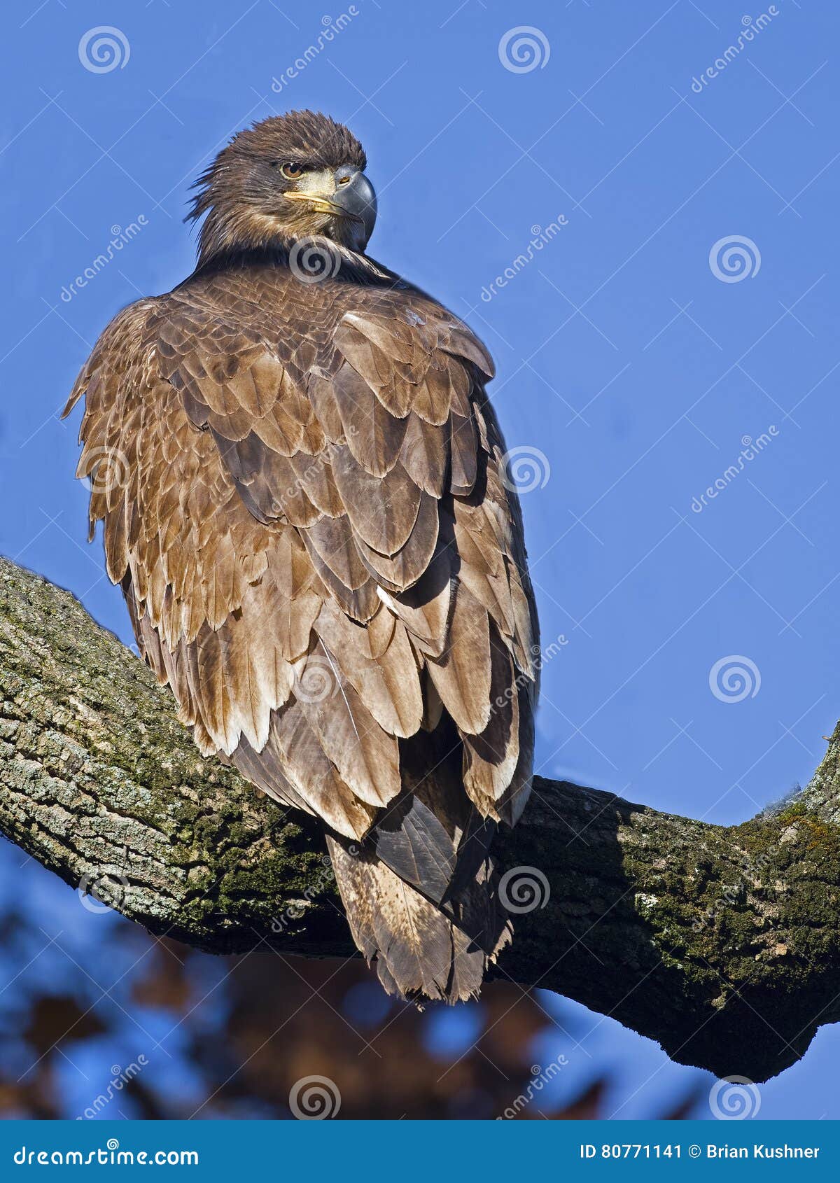 Juvenile Bald Eagle stock image. Image of fish, wildlife - 80771141