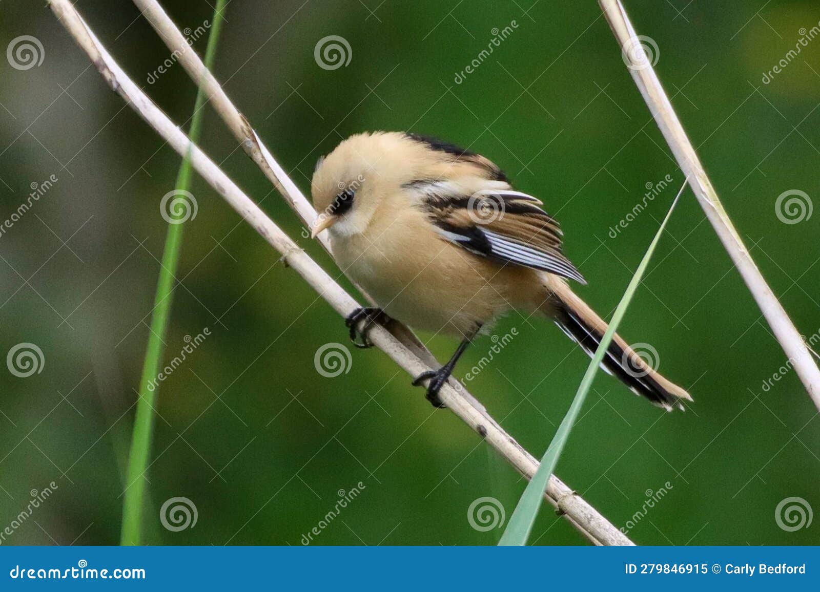 Juvenile bird bearded tit stock image. Image of juvenile - 279846915
