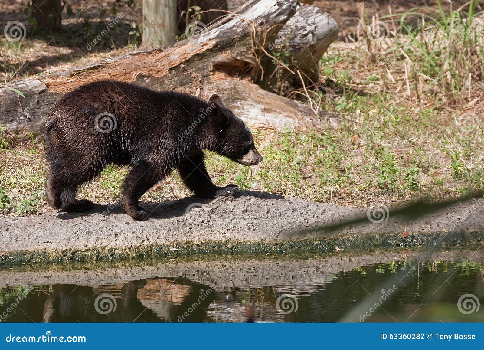 Juvenile Black Bear stock photo. Image of carnivore, wild - 63360282
