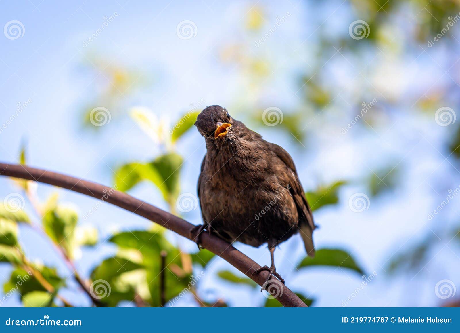 A Juvenile Blackbird Looking at the Camera Stock Image - Image of ...