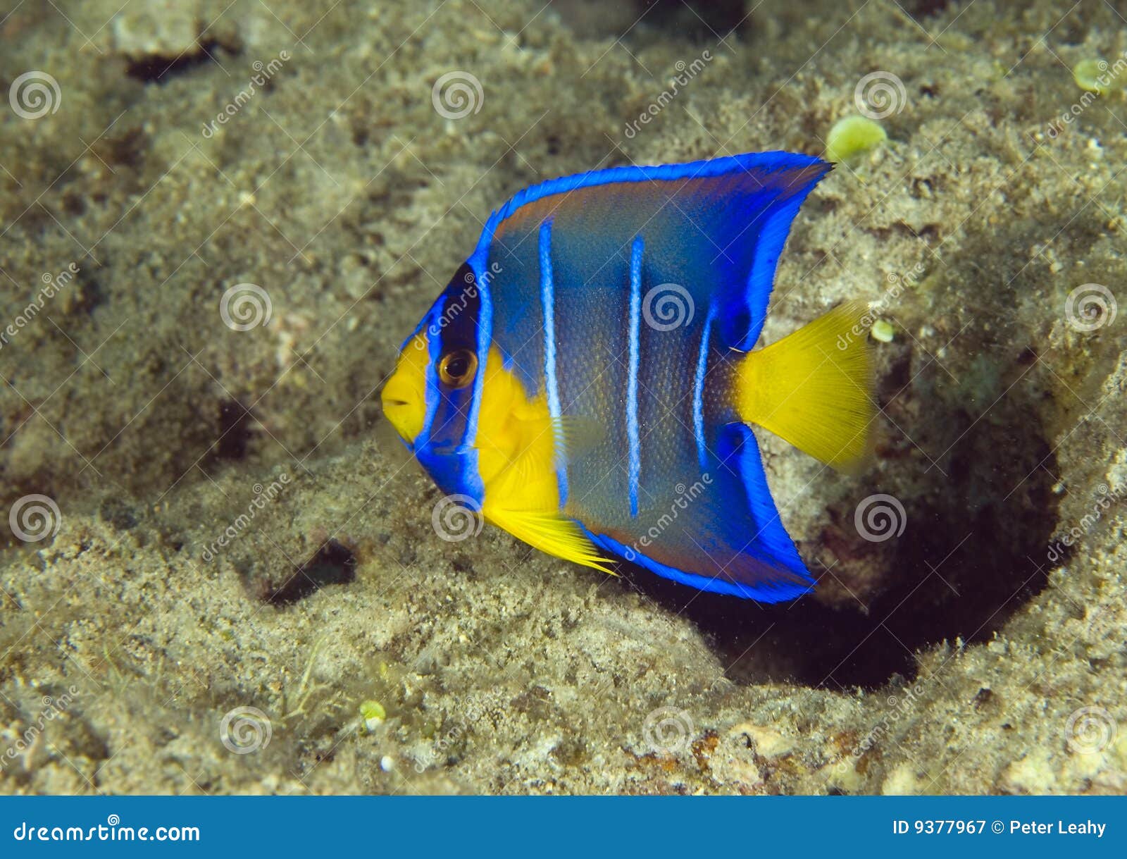 Juvenile Blue Angelfish stock image. Image of fins, swim - 9377967
