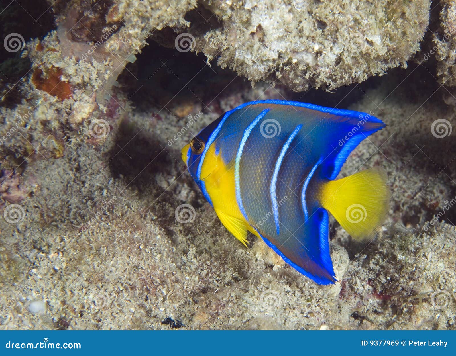 Juvenile Blue Angelfish stock image. Image of tails, tropical - 9377969