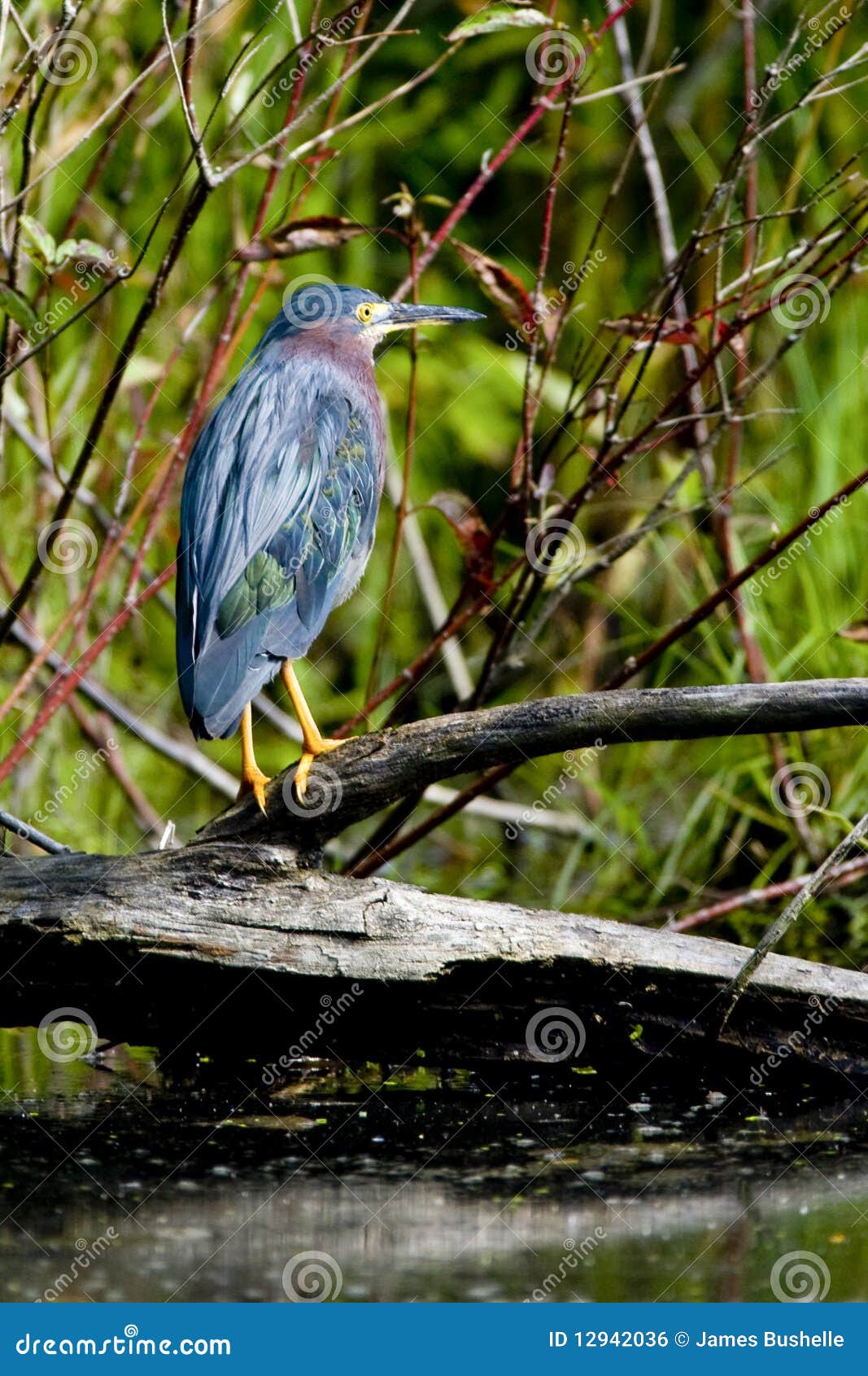 Juvenile blue heron stock photo. Image of blue, wisconsin - 12942036