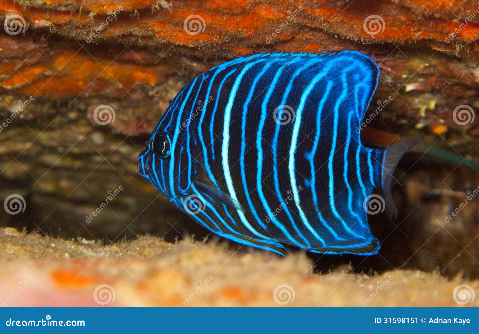 Juvenile Blue Ring Angel Fish Stock Image - Image of school, sports ...