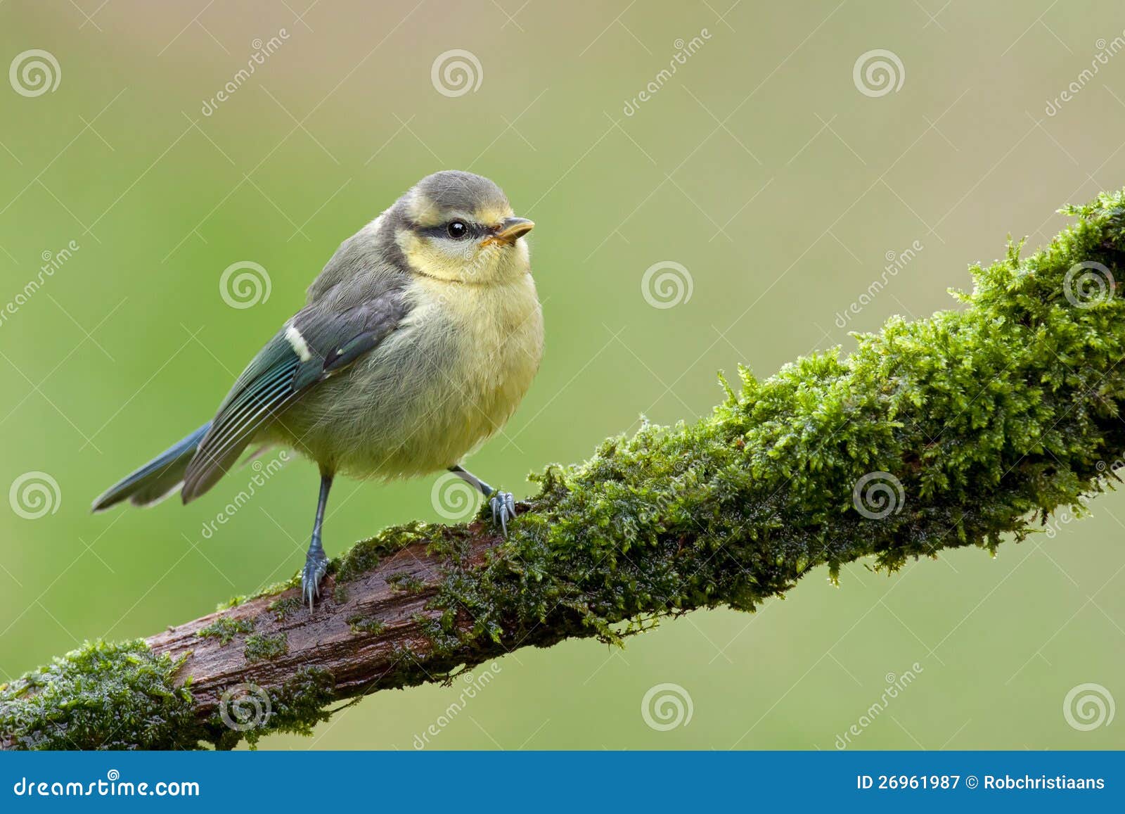 Juvenile Blue Tit (Cyanistes Caeruleus). Stock Image - Image of birding ...