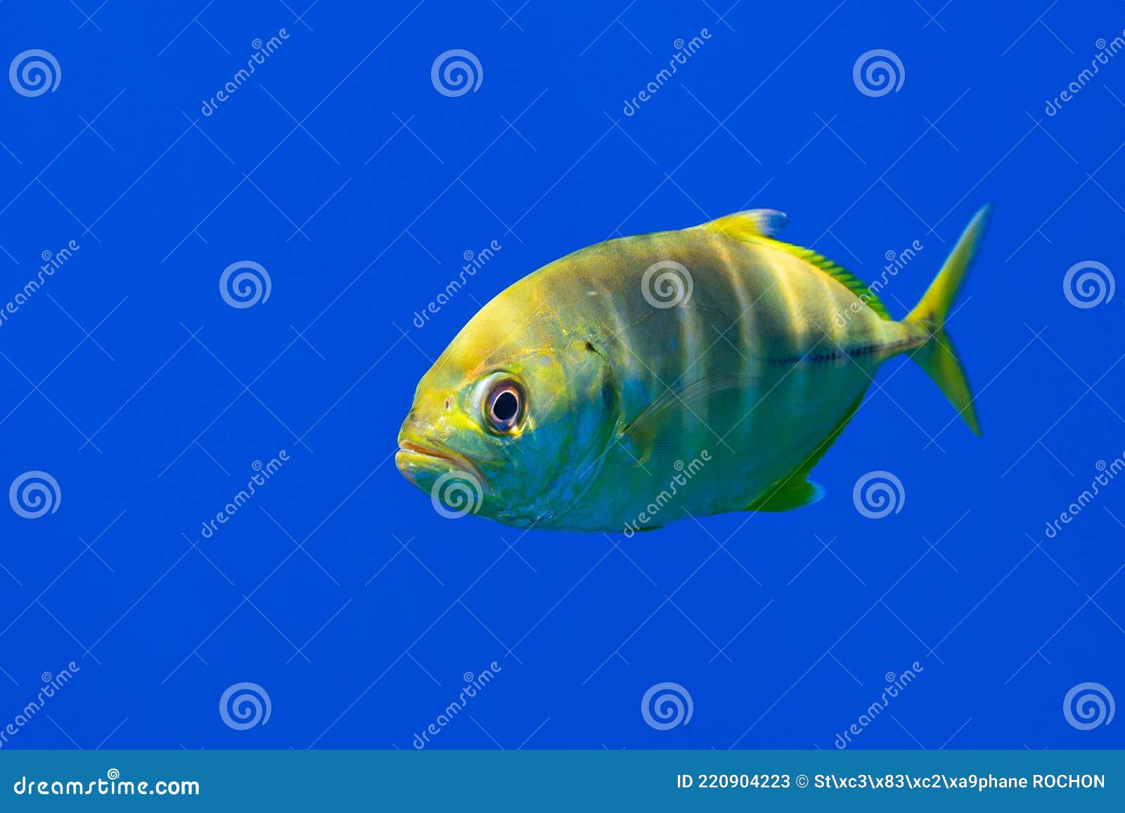 Juvenile Blue Trevally Jack Fish Stock Image - Image of island ...