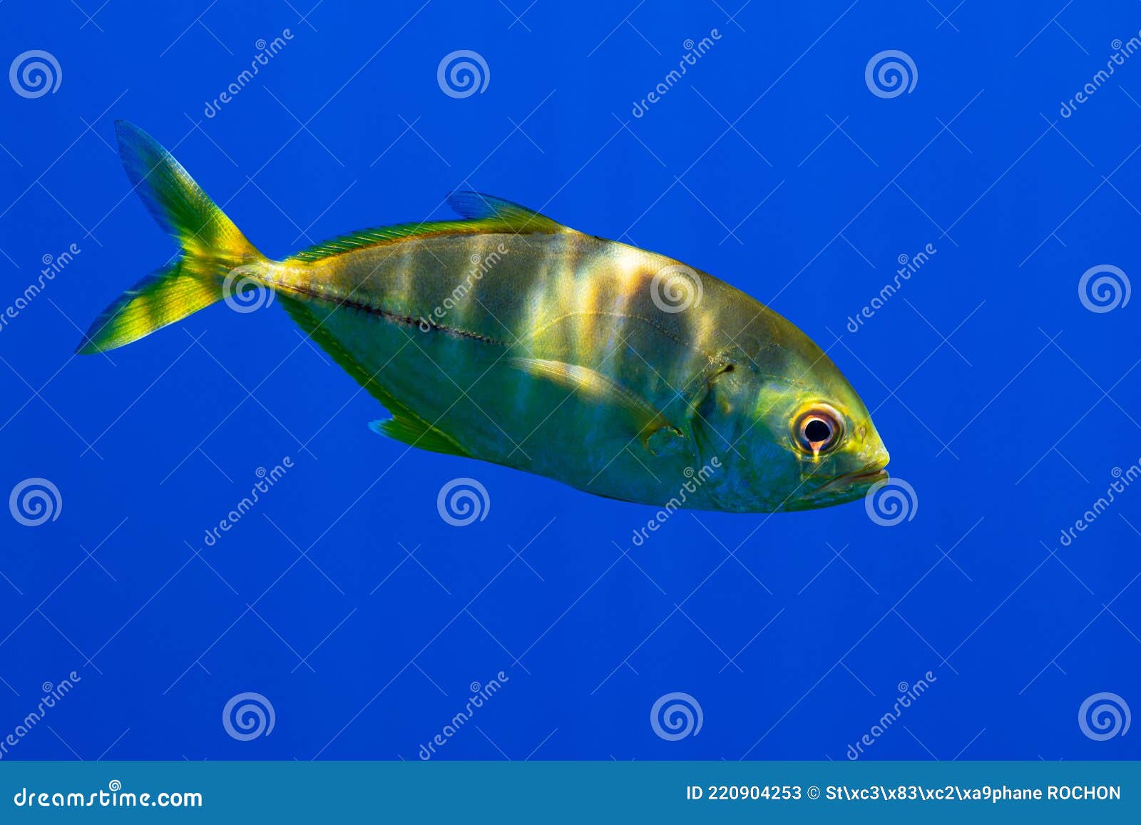 Juvenile Blue Trevally Jack Fish Stock Image - Image of large ...