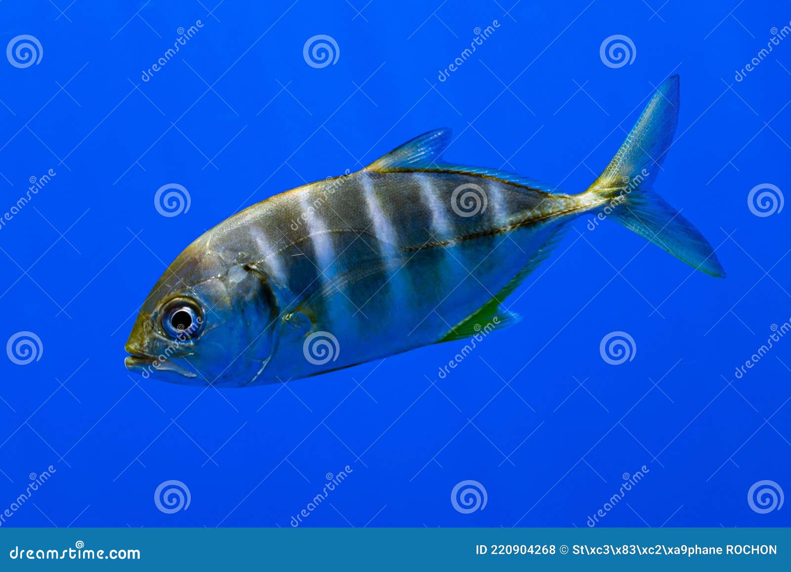 Juvenile Blue Trevally Jack Fish Stock Photo - Image of island, ocean ...