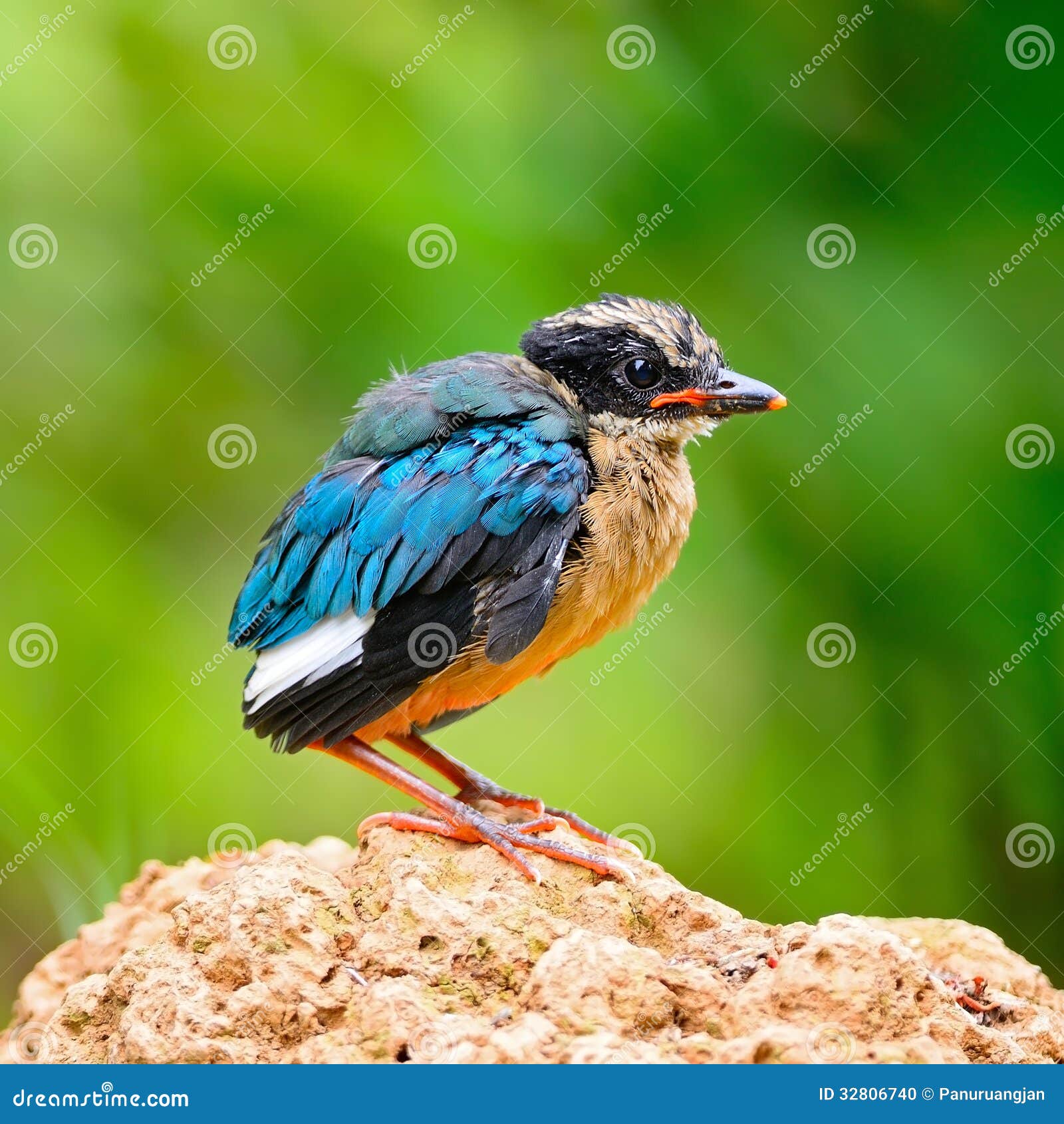 Juvenile Blue-winged Pitta stock photo. Image of action - 32806740