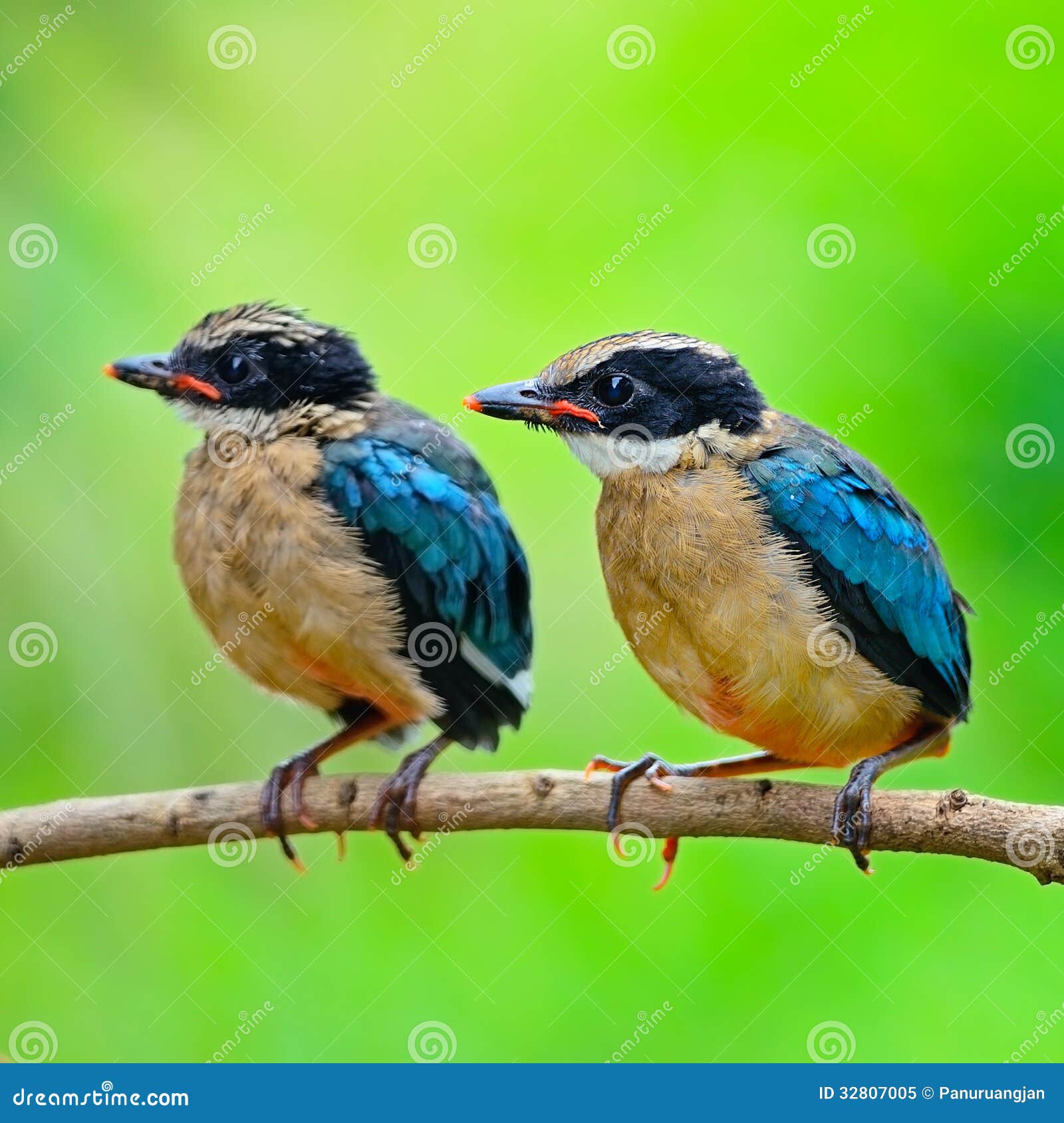 Juvenile Blue-winged Pitta stock image. Image of double - 32807005