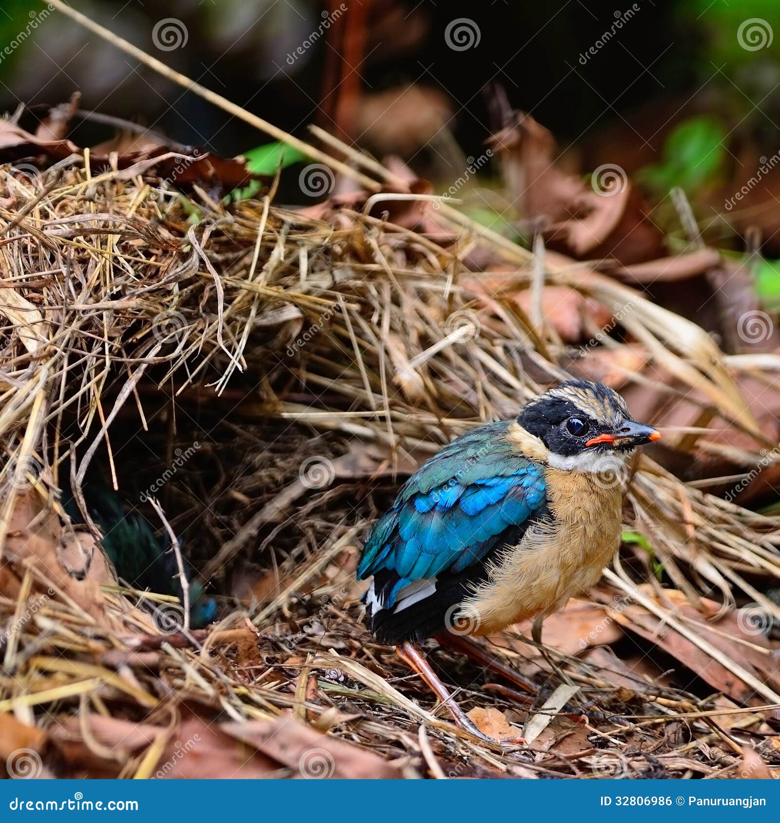 Juvenile Blue-winged Pitta stock photo. Image of jungle - 32806986
