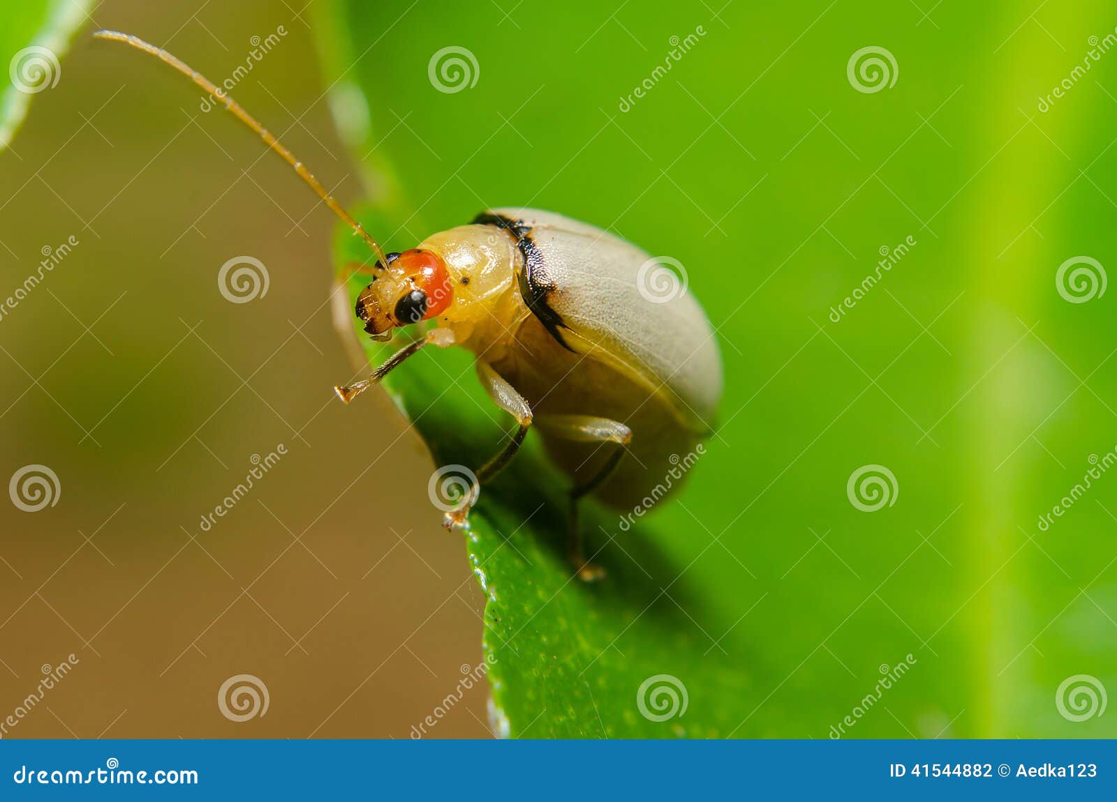Juvenile Bombardier Beetle Royalty-Free Stock Photography ...