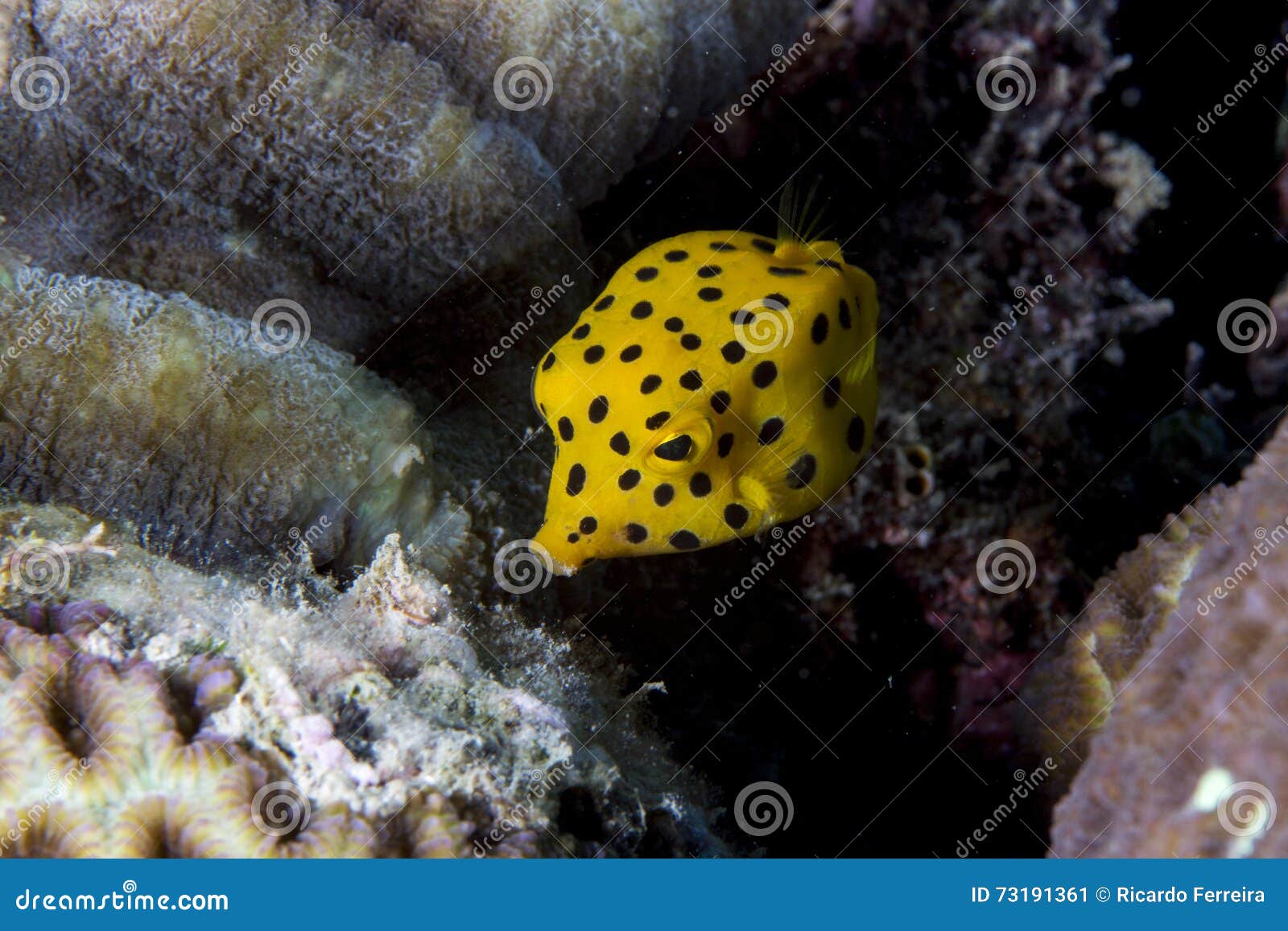 Juvenile boxfish stock image. Image of reef, outdoors - 73191361