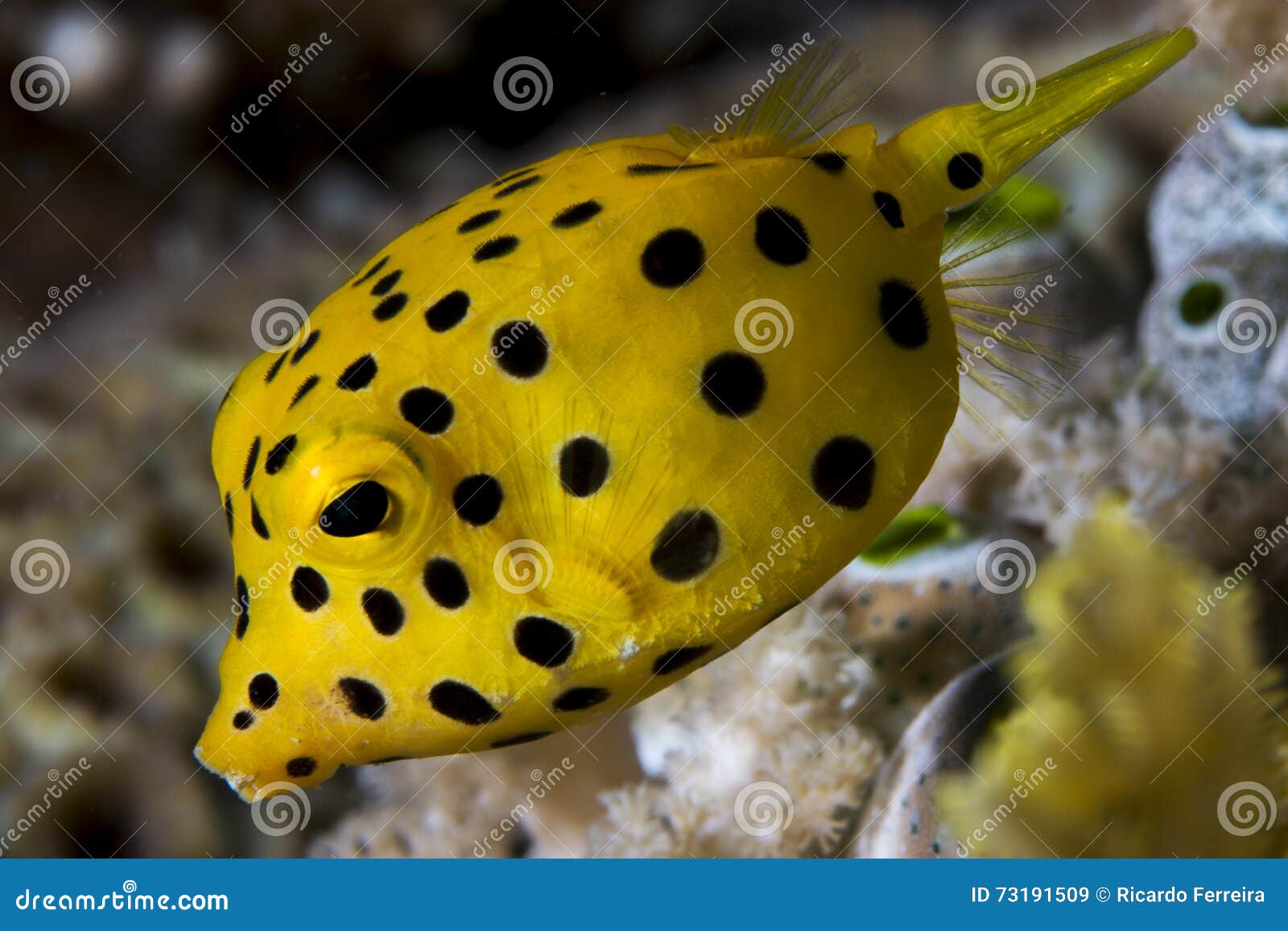 Juvenile boxfish stock image. Image of tanzania, exotic - 73191509