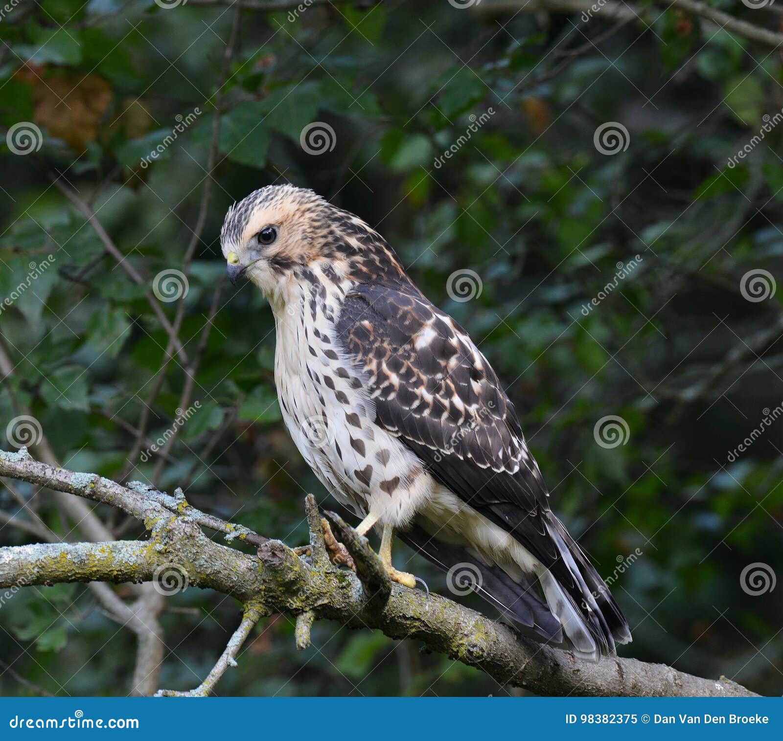 Juvenile Broad-winged Hawk Hunting Stock Image - Image of platypterus ...