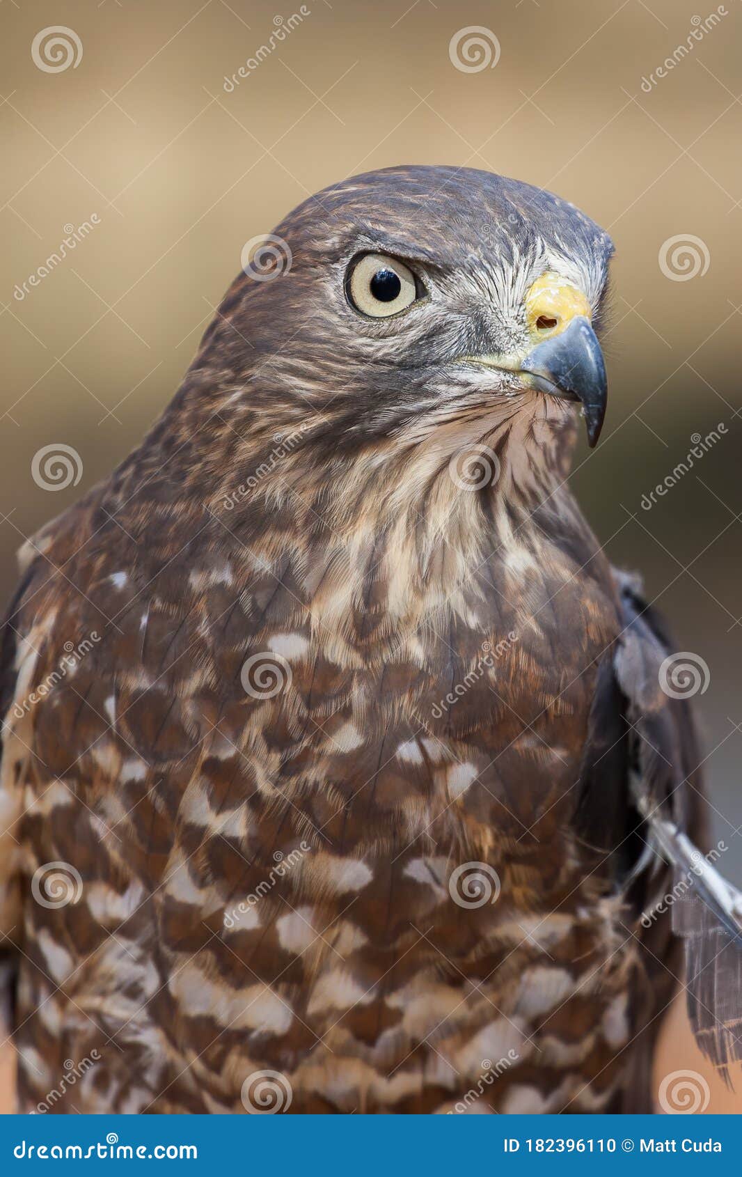 Juvenile Broad Winged Hawk stock photo. Image of raptor - 182396110