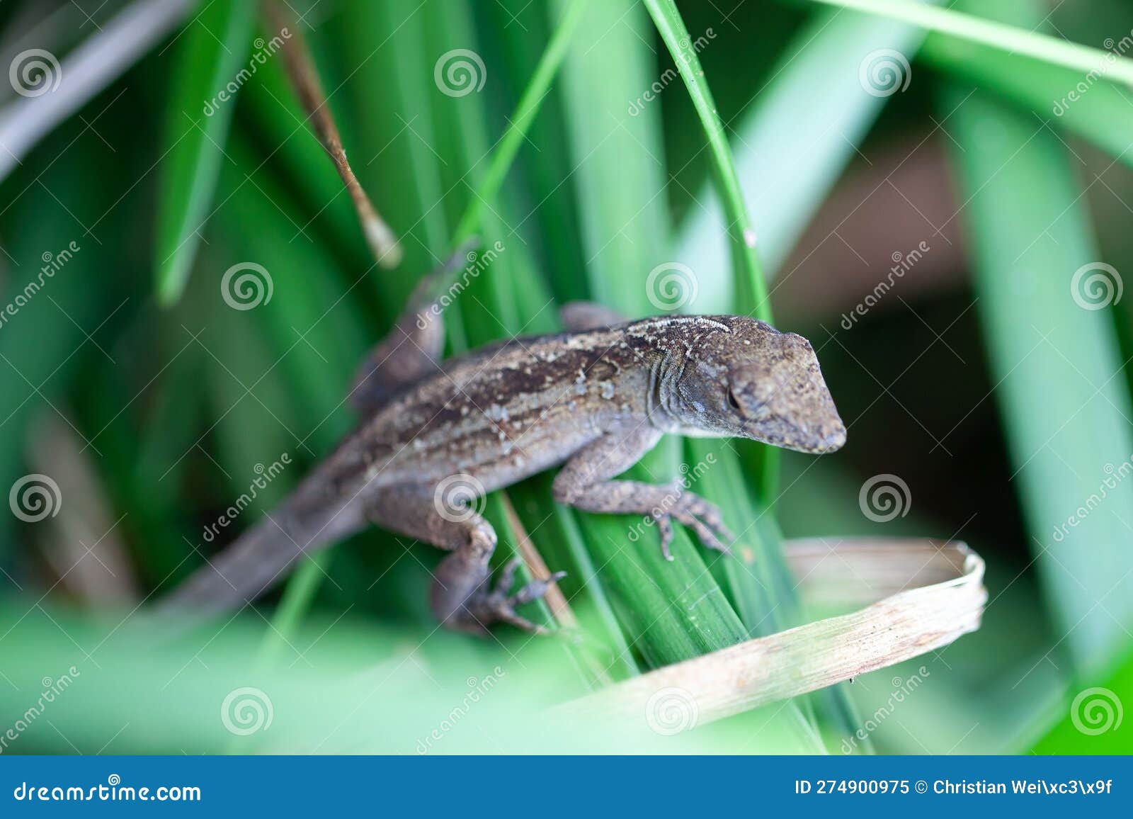 Juvenile Brown Anole, Anolis Sagrei Stock Image - Image of sunny ...