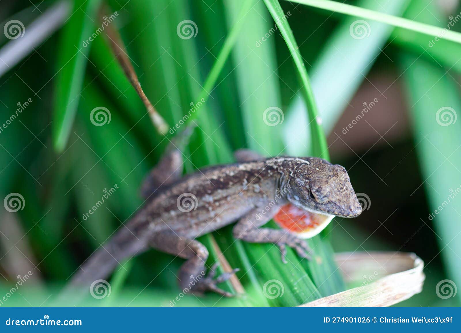 Juvenile Brown Anole, Anolis Sagrei Stock Photo - Image of lizzard ...