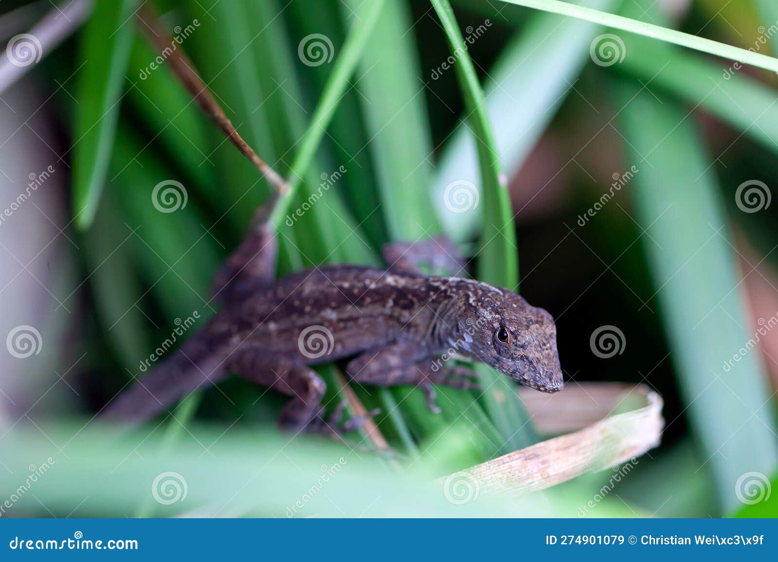 Juvenile Brown Anole, Anolis Sagrei Stock Image - Image of isolated ...