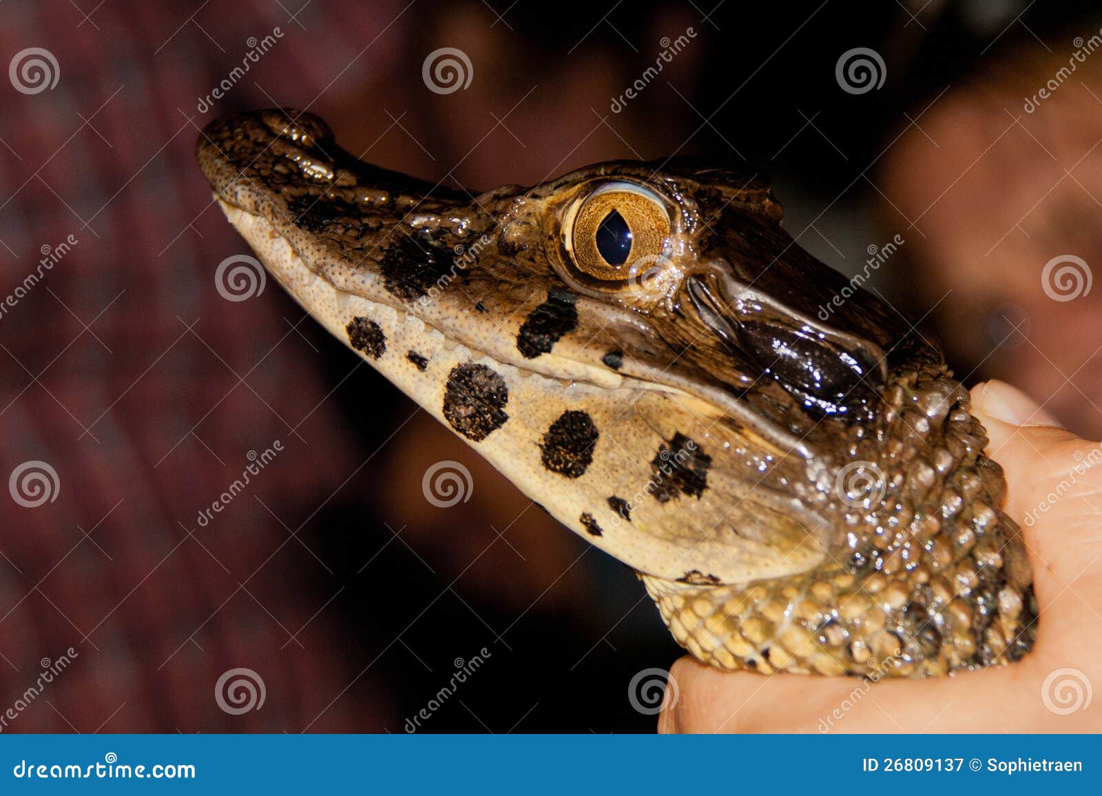 Juvenile Caiman, Amazonas, Peru Stock Image - Image of aquatic ...
