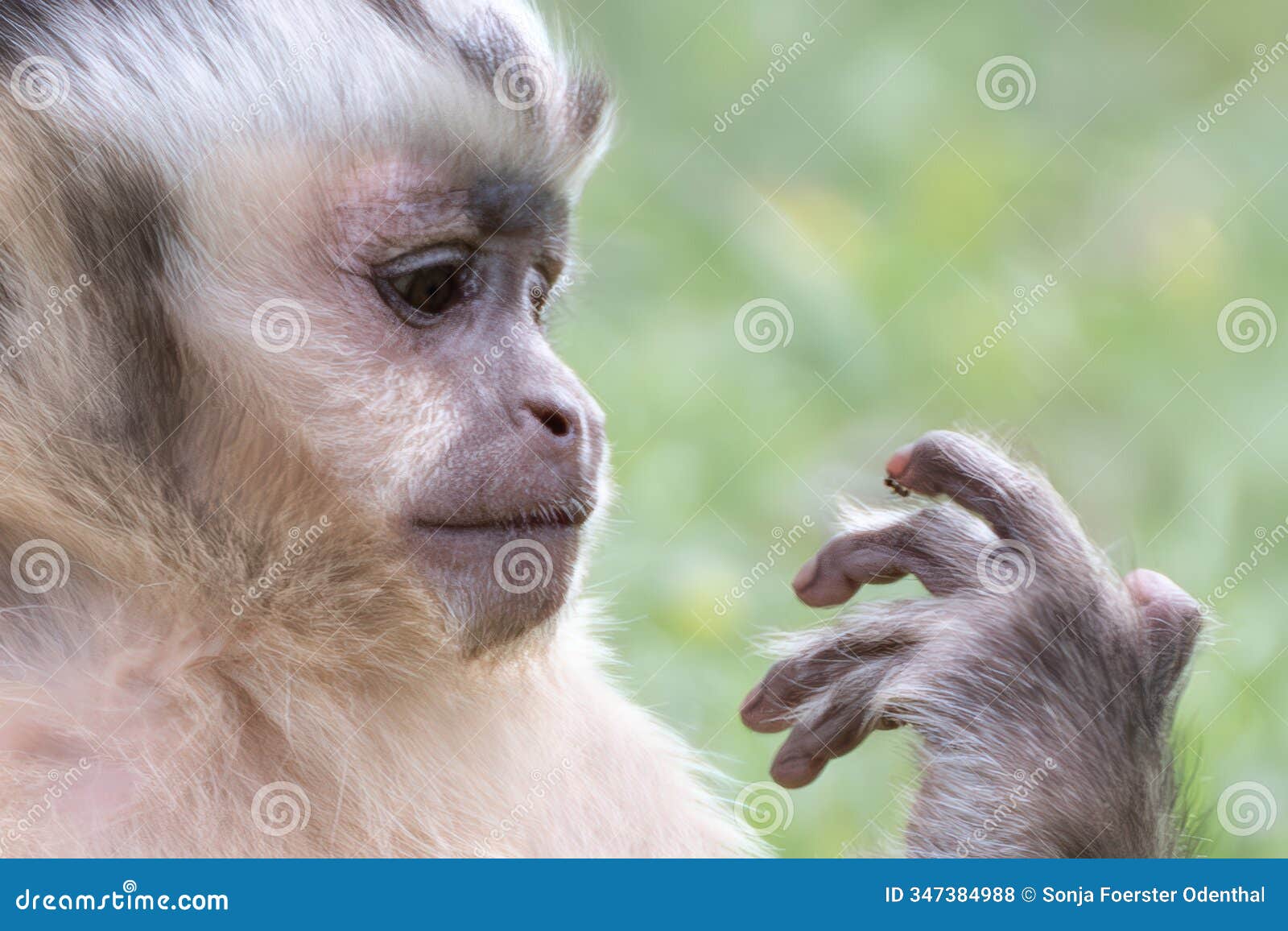 A Juvenile Capuchin Monkey (Cebinae Stock Photo - Image of nose, brown ...