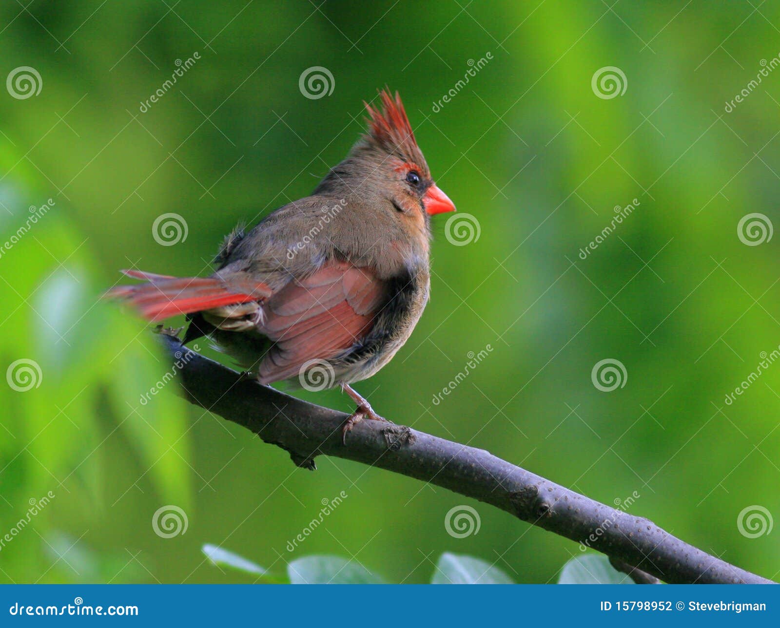 Juvenile cardinal stock photo. Image of tree, springfield - 15798952