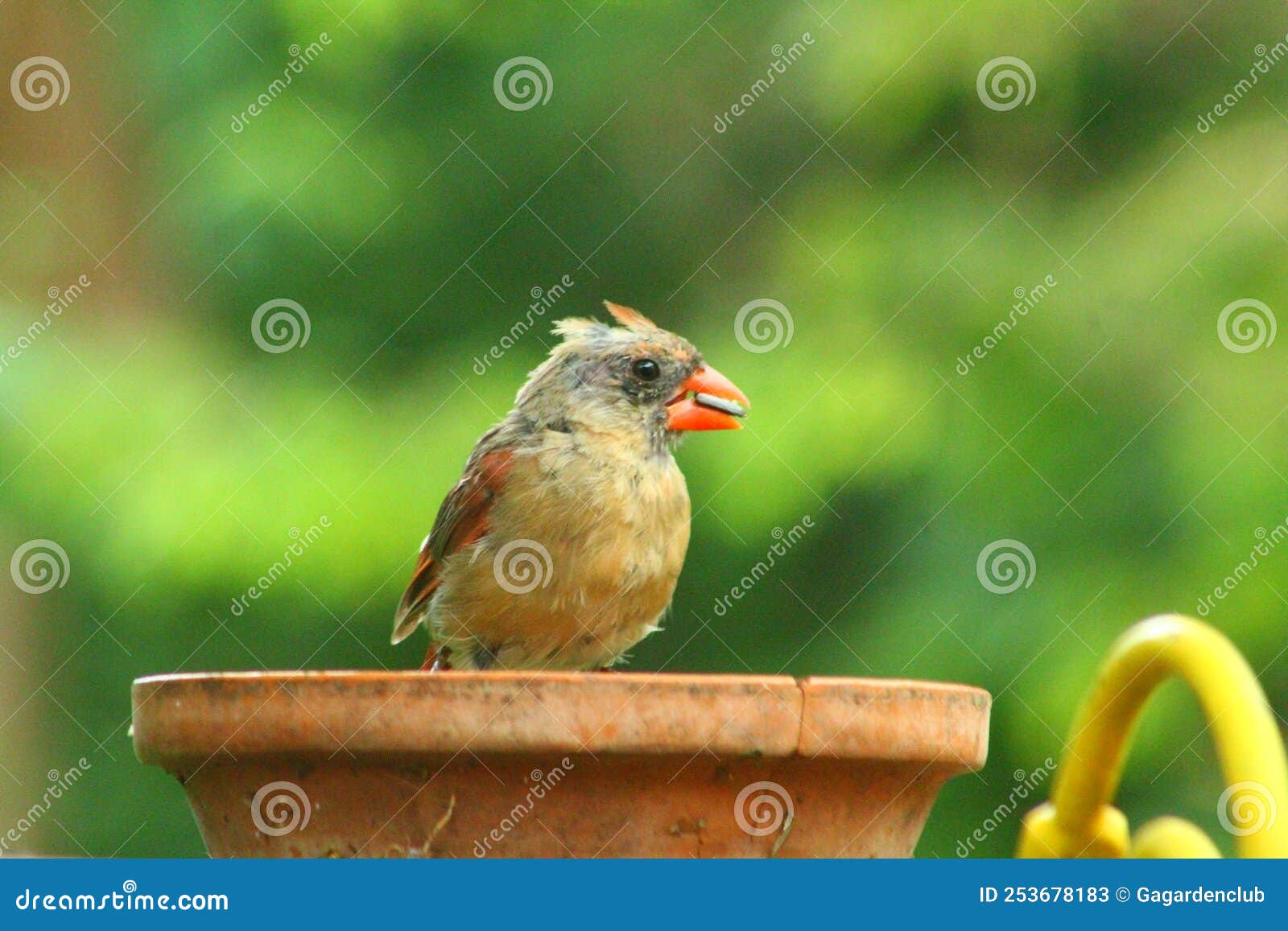 Juvenile Cardinal Grabbing a Bite To Eat Stock Image - Image of ...