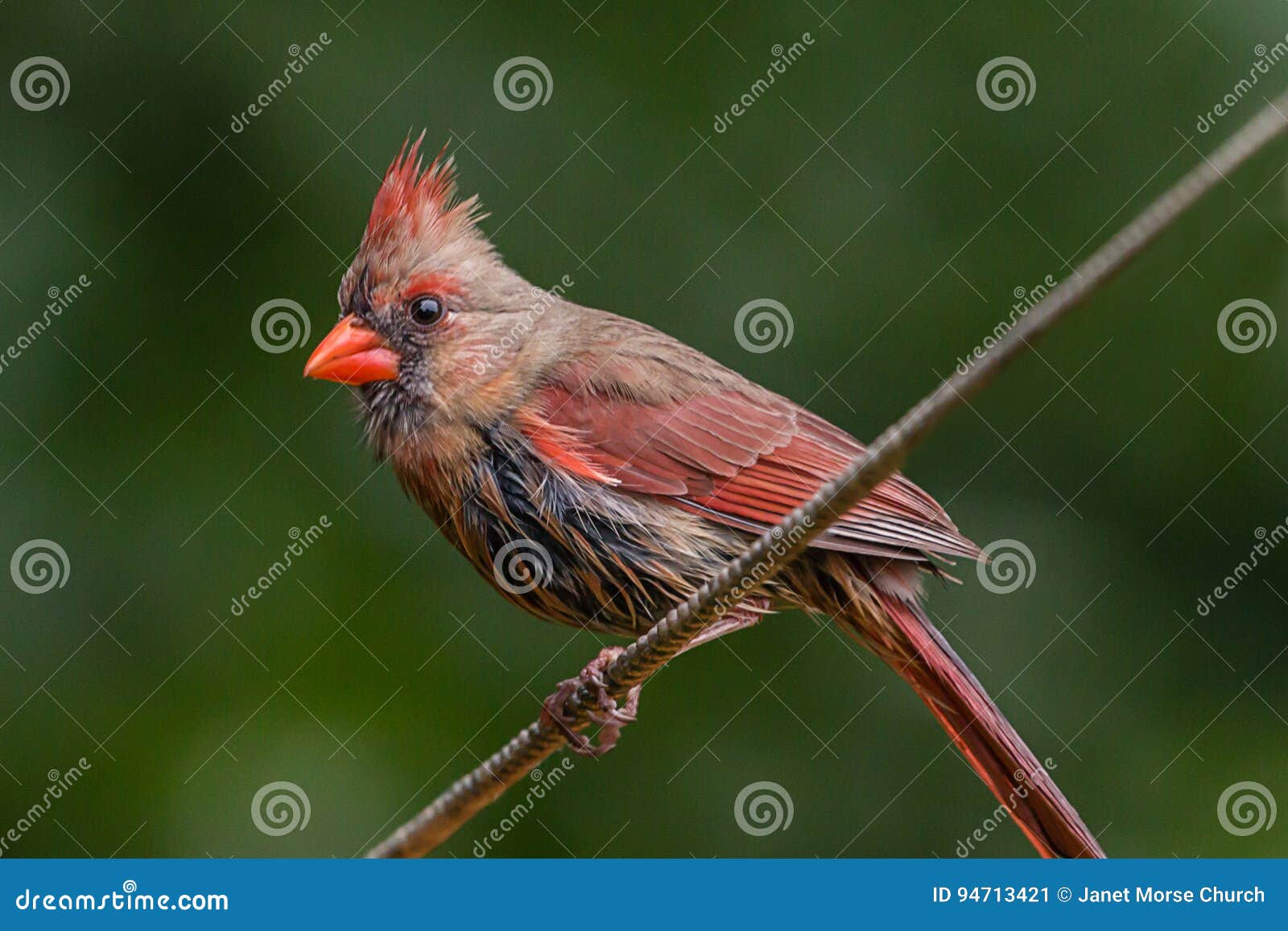 Juvenile Cardinal Perched with Ruffled Feathers Stock Image - Image of ...