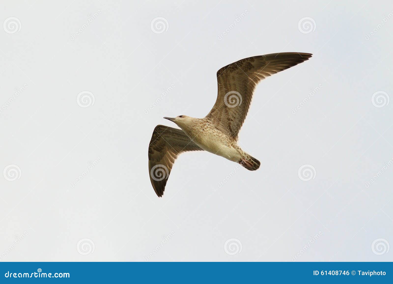 Juvenile Caspian Gull in Flight Stock Photo - Image of adult, beak ...