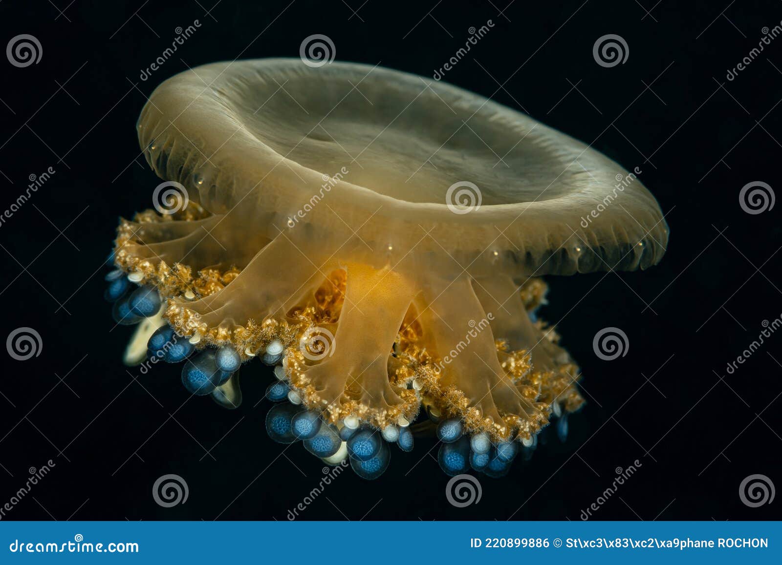 Juvenile Cassiopea Andromeda Upside-down Jellyfish Stock Photo - Image ...