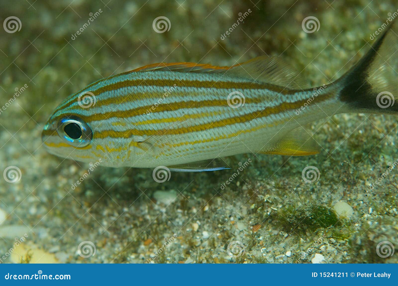 Juvenile Ceasar Grunt-Haemulon Carbonarium Stock Image - Image of porgy ...