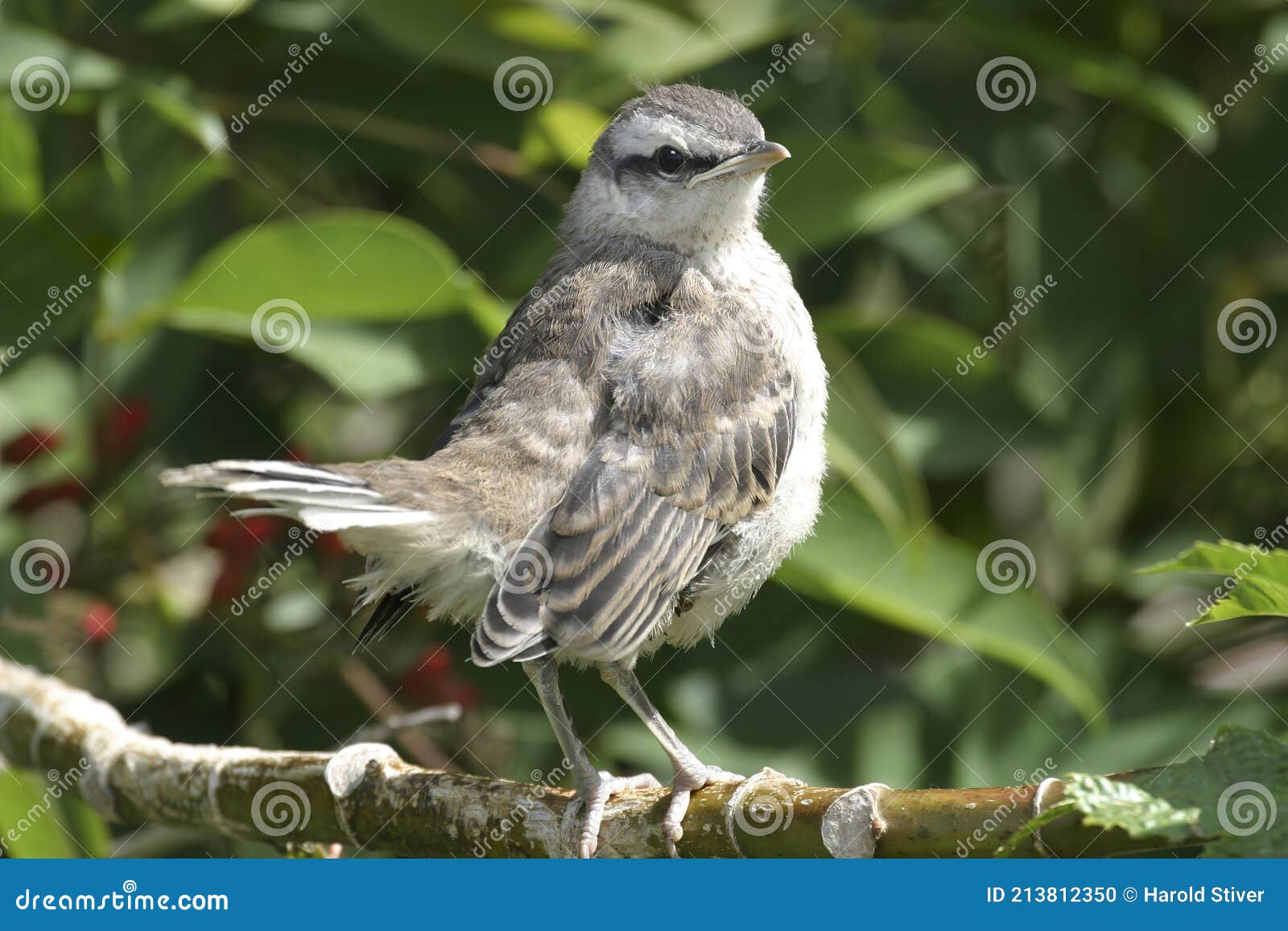 Juvenile Chalk-browed Mockingbird, Mimus Saturninus, Perched Stock ...