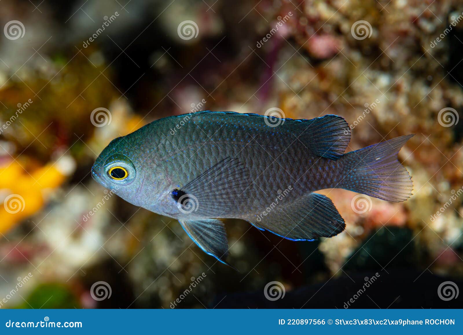 Juvenile Charcoal Damsel Fish on Reef Stock Photo - Image of ecosystem ...