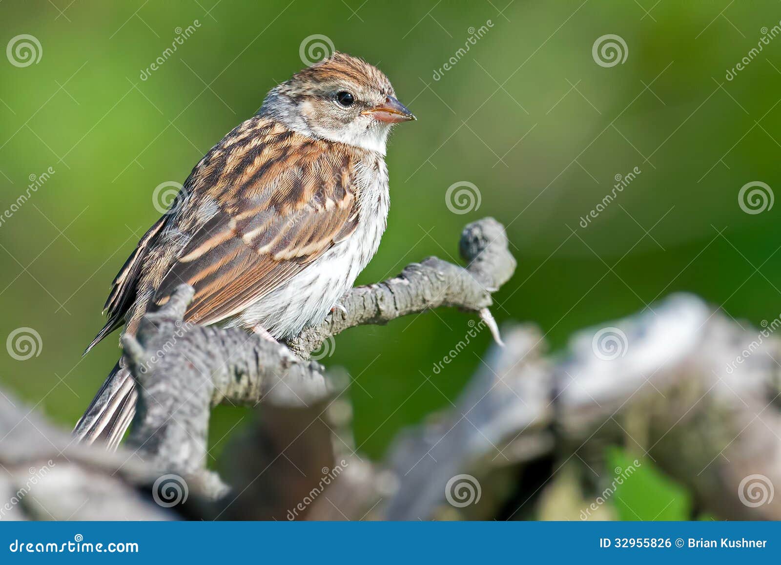 Juvenile Chipping Sparrow stock photo. Image of passerina - 32955826