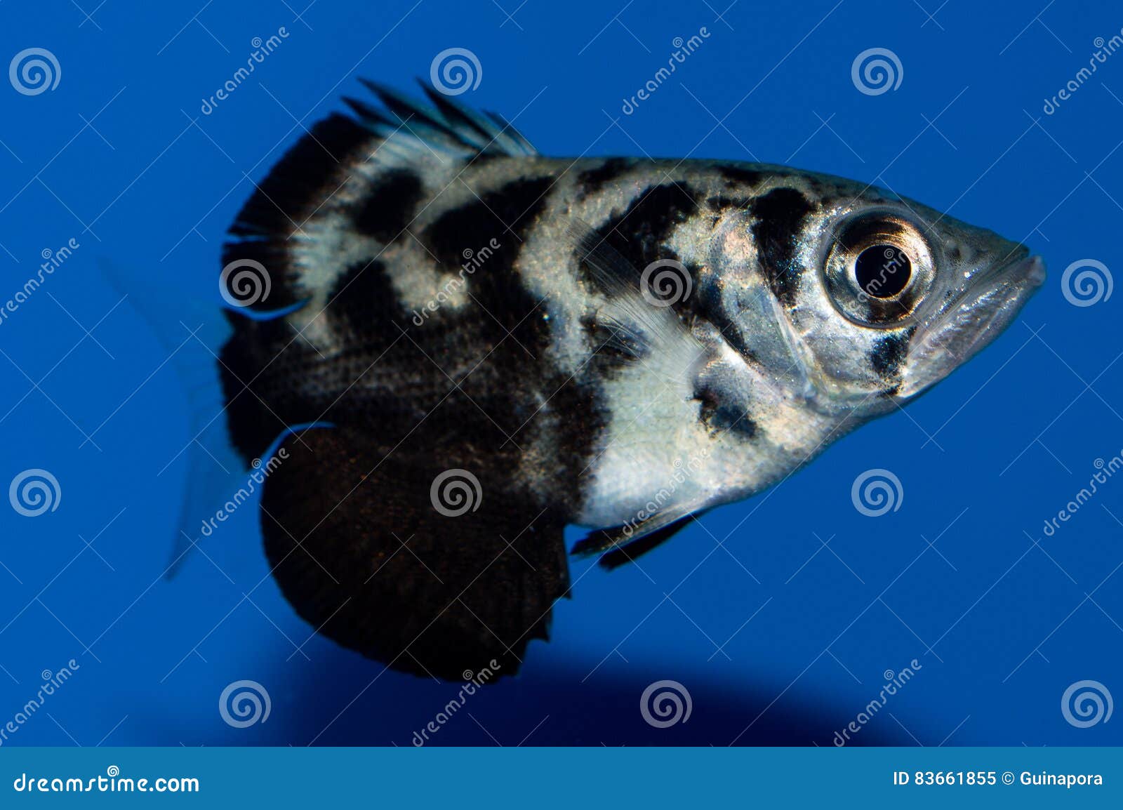 Juvenile Clouded Archerfish Stock Image - Image of nikon, aquarium ...