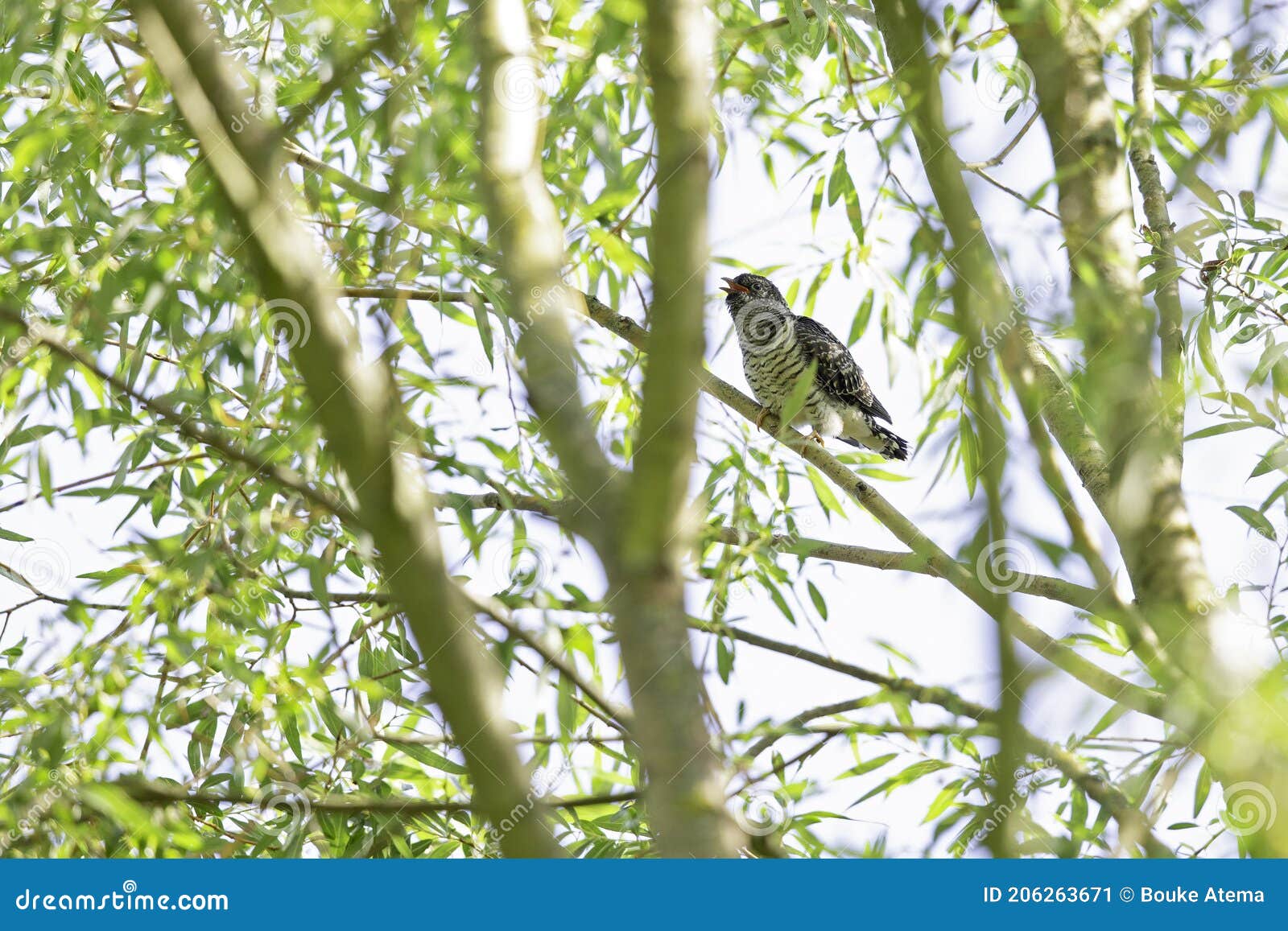 A Juvenile Common Cuckoo Cuculus Canorus Perched in a Tree Waiting To ...
