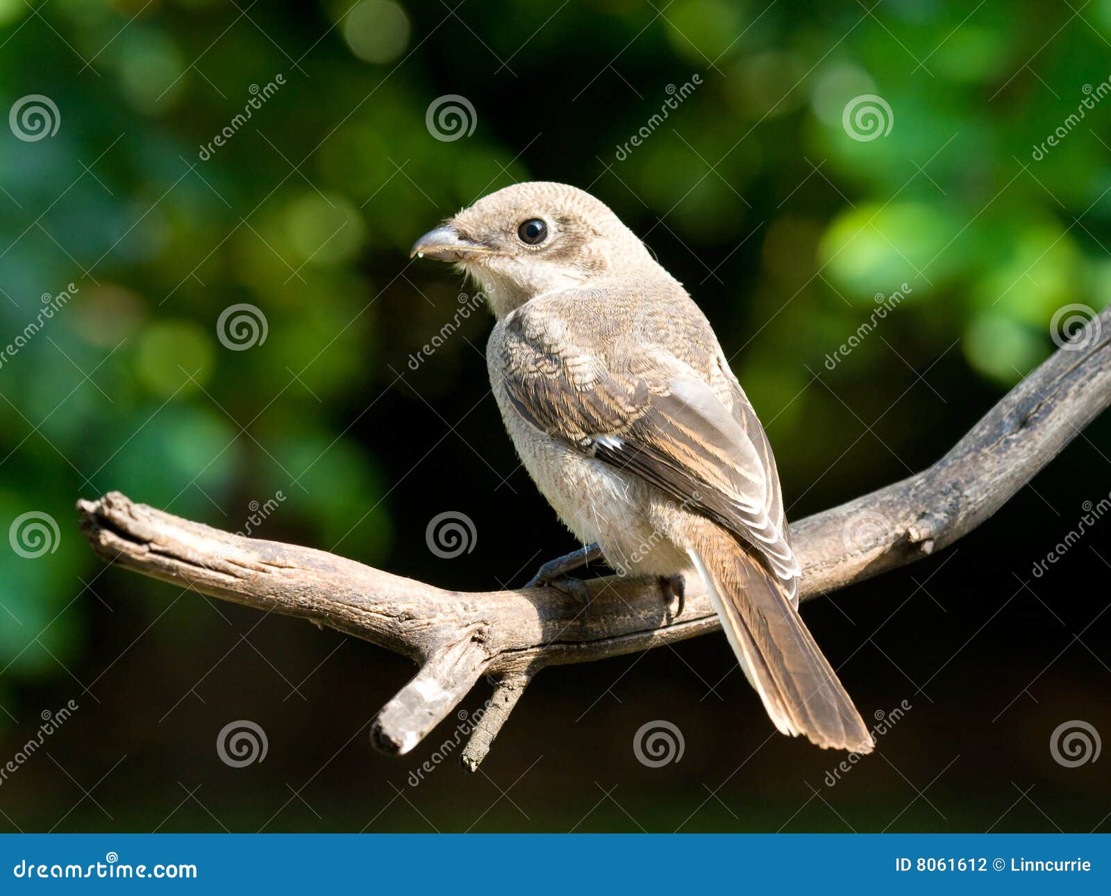 Juvenile Common Fiscal Shrike Fledgling Stock Photo - Image of birdie ...