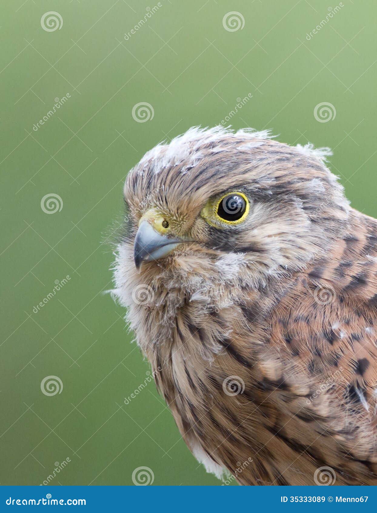 Juvenile common Kestrel stock image. Image of chicken - 35333089