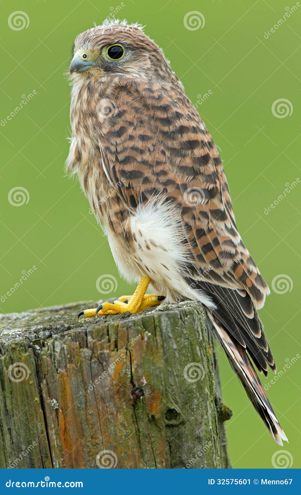 Juvenile Common Kestrel stock image. Image of hawk, kestrel - 32575601