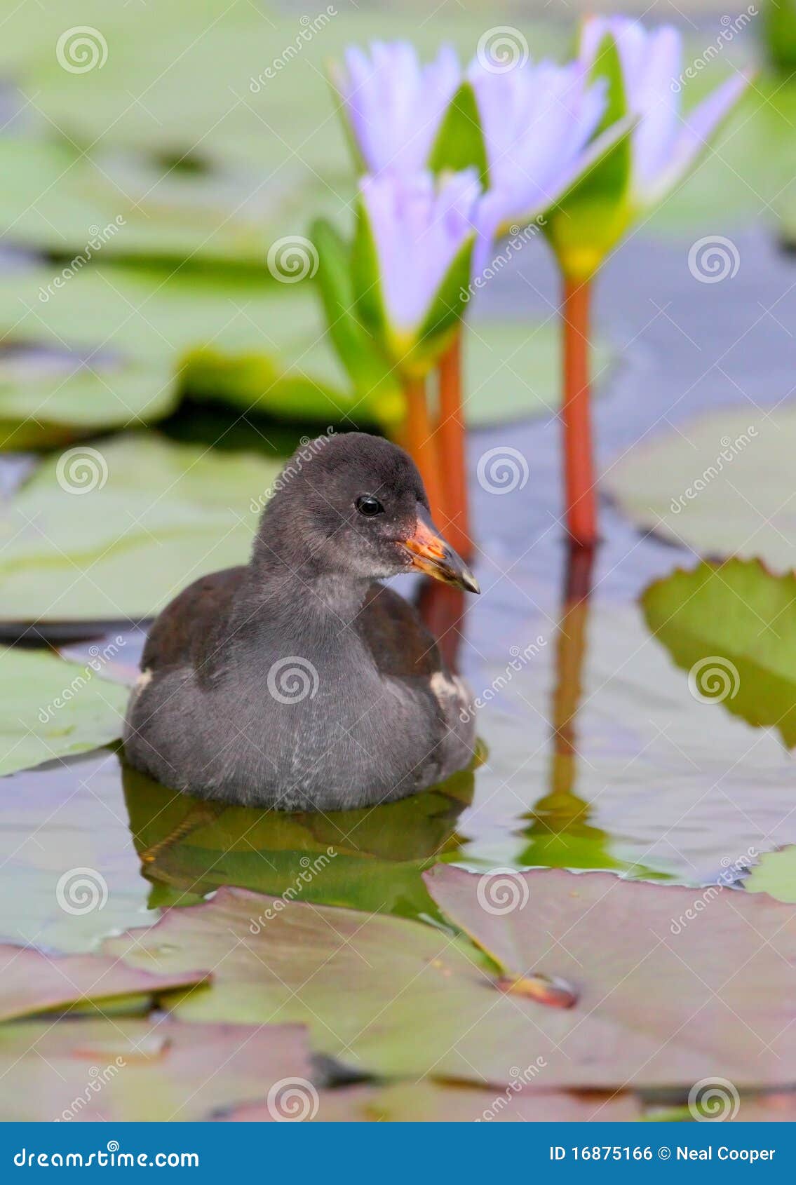 Juvenile Common Moorhen stock photo. Image of bird, waterhen - 16875166