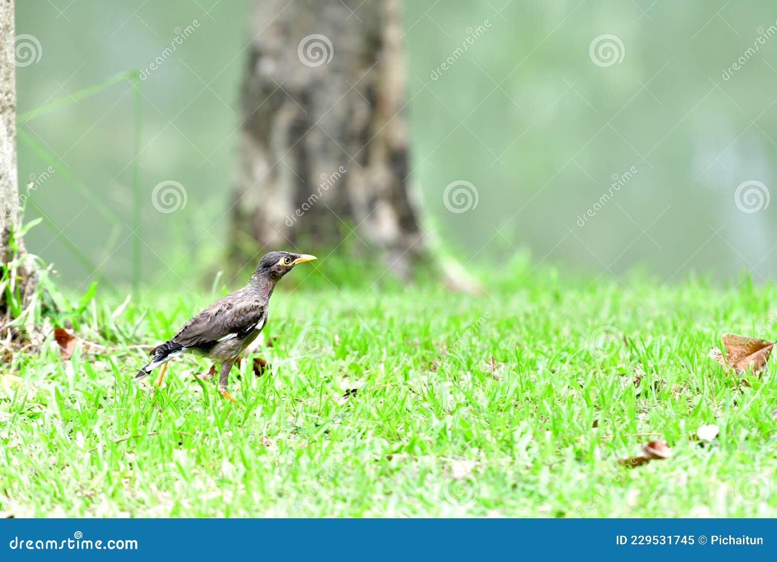 Juvenile common myna stock image. Image of bird, tristis - 229531745