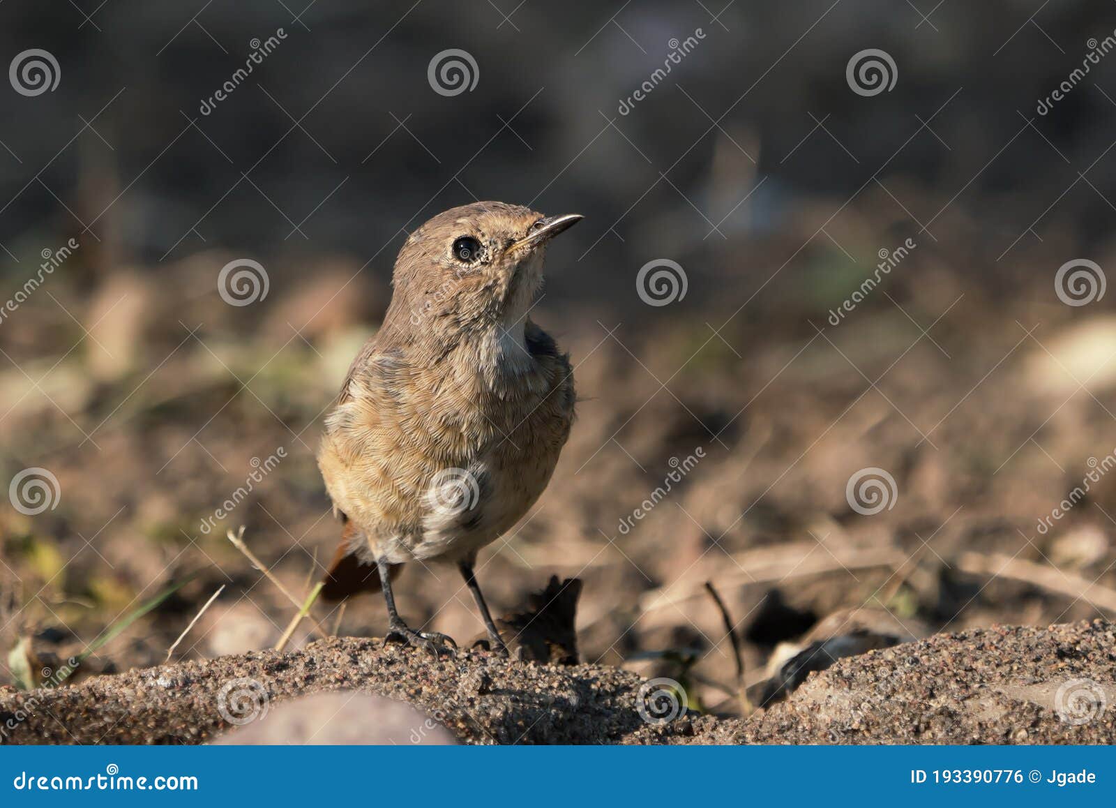 Juvenile Common Redstart Bird Stock Photo - Image of wildlife, closeup ...