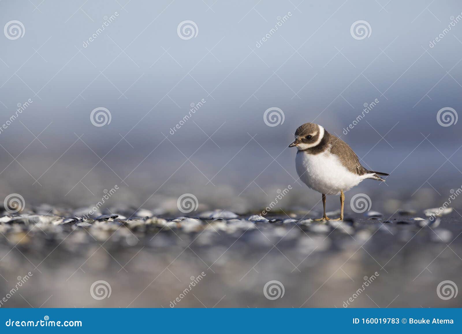 A Juvenile Common Ringed Plover Resting and Foraging during Migration ...