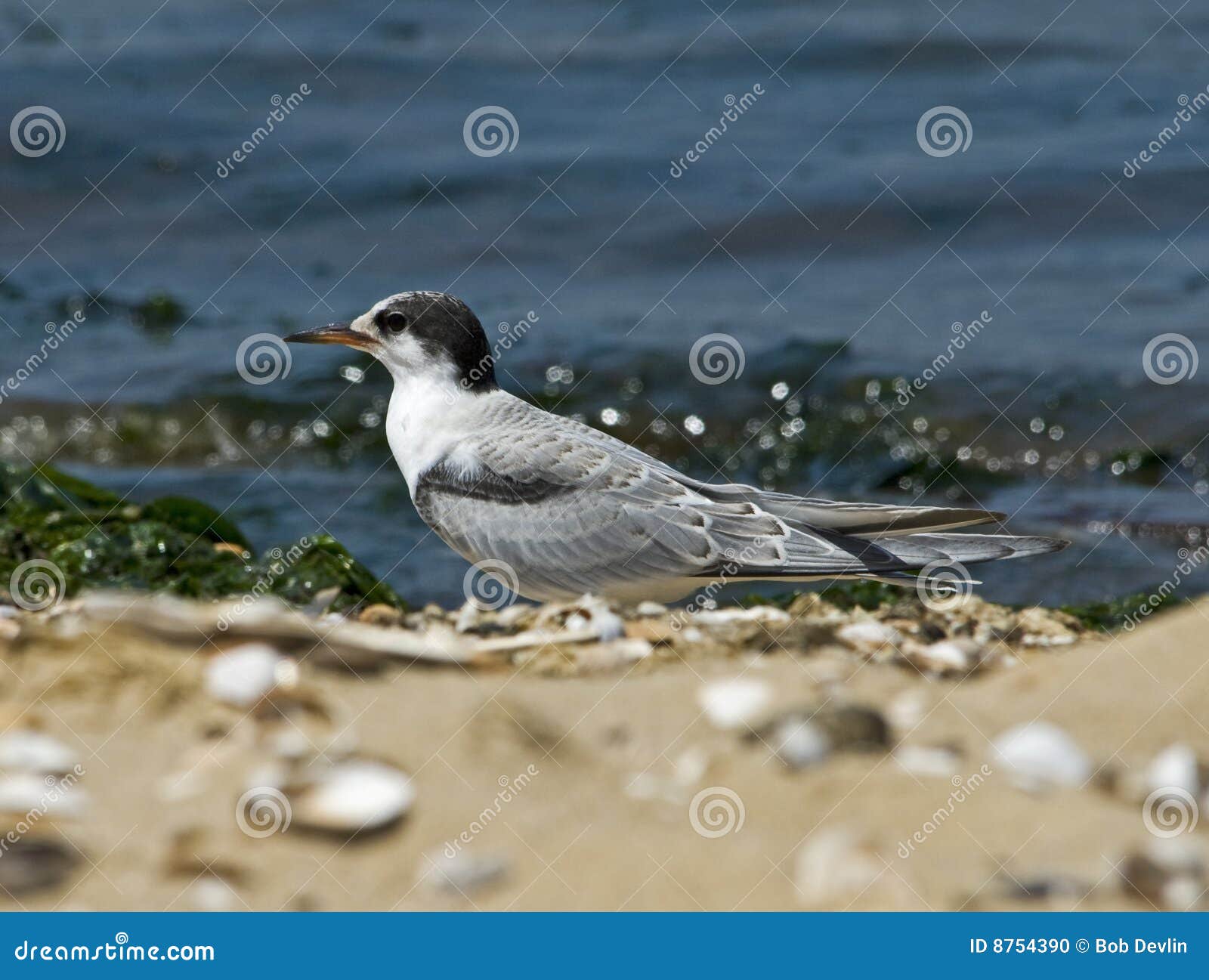 Juvenile Common Tern on Beach Stock Photo - Image of common, tern: 8754390