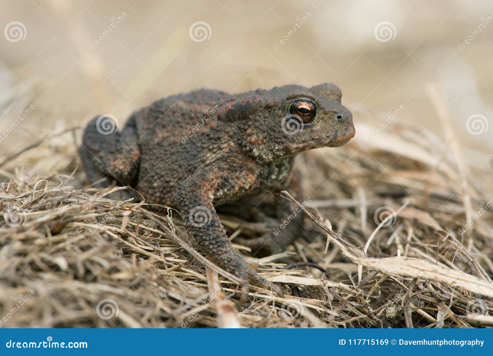 Juvenile Common Toad, Bufo Bufo Stock Image - Image of camouflage ...