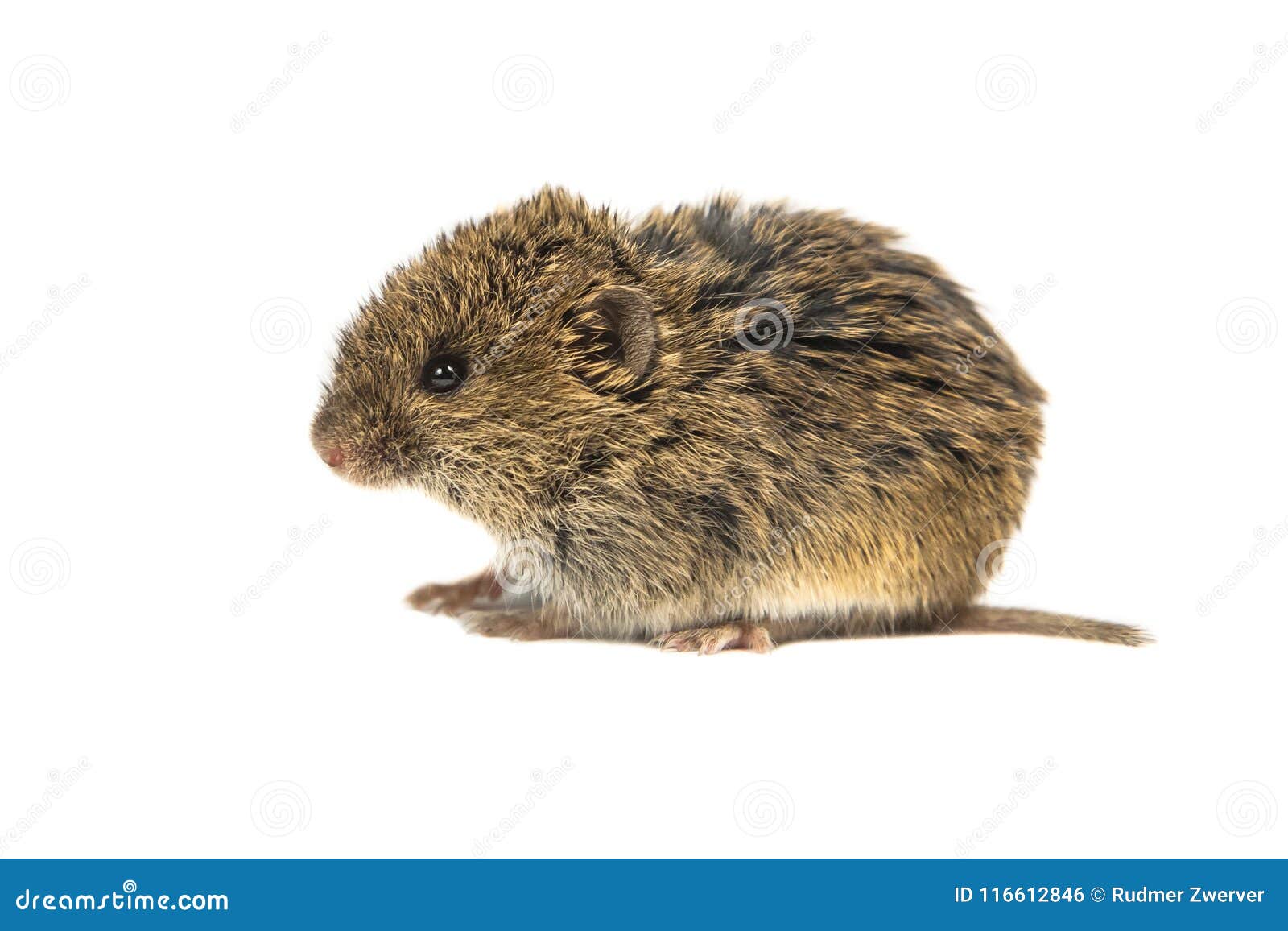 Common Vole - Microtus Arvalis Royalty-Free Stock Photography ...