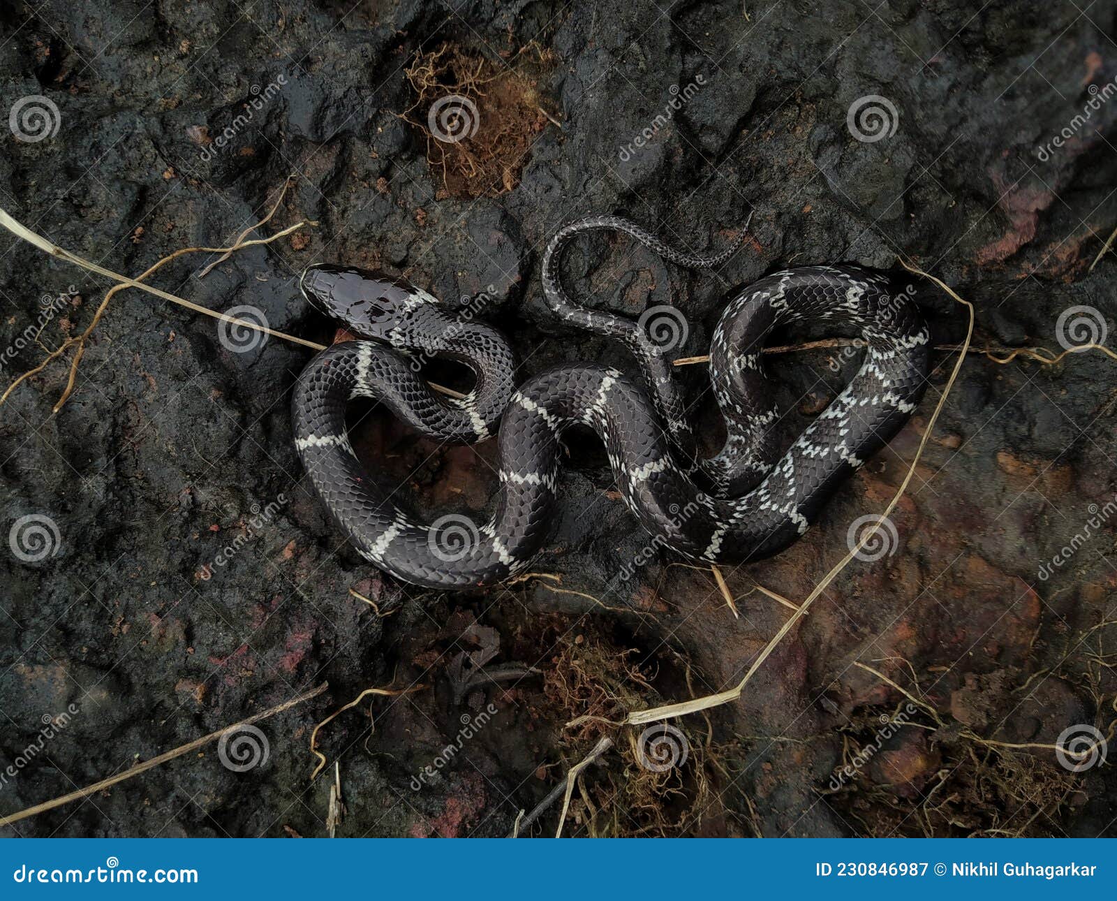Juvenile Common Wolf Snake, Lycodon Aulicus Stock Image - Image of wild ...