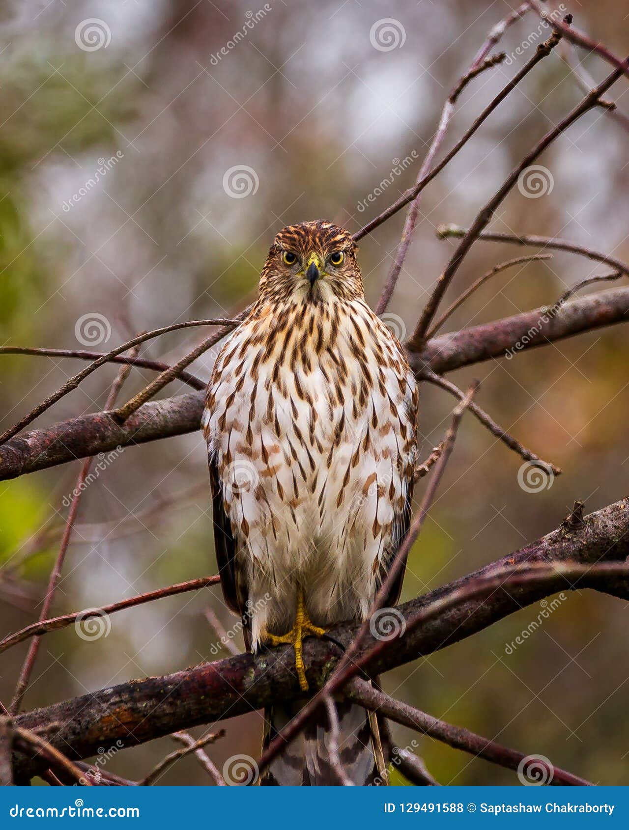 Juvenile Cooper`s Hawk Perched on a Branch Stock Photo - Image of ...