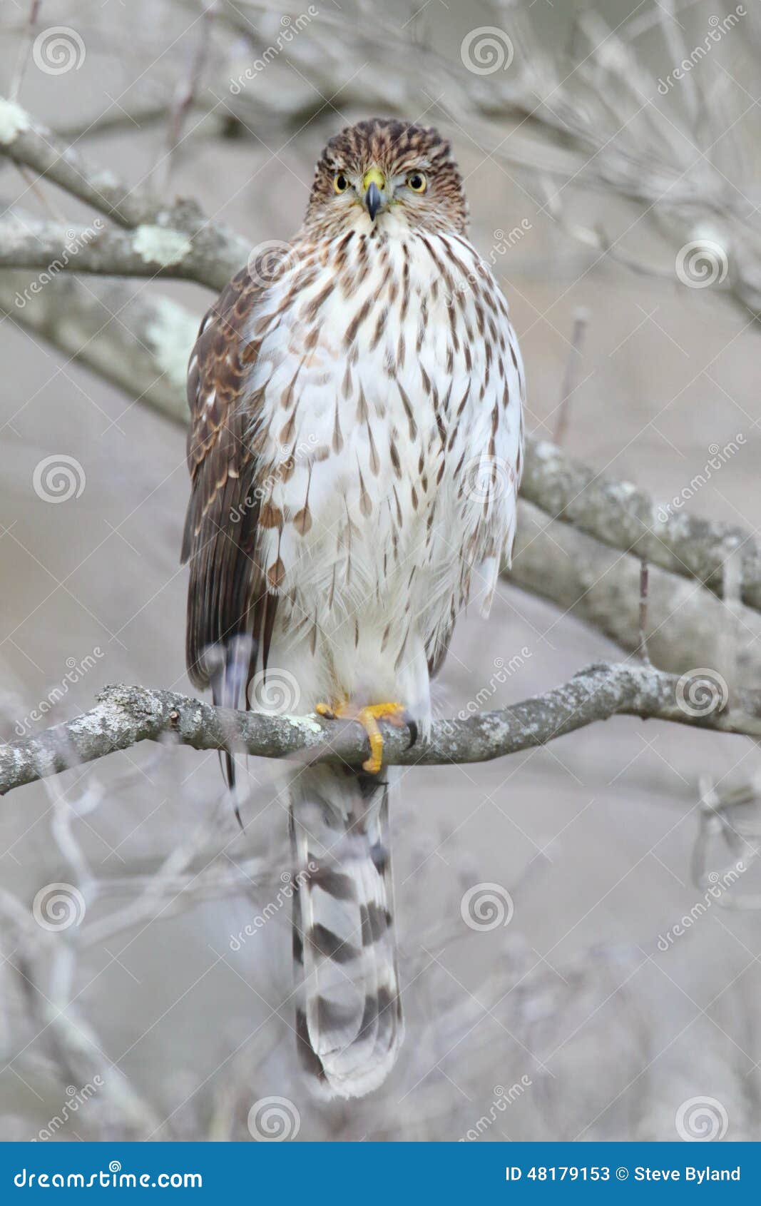 Juvenile Coopers Hawk stock image. Image of animal, wildlife - 48179153